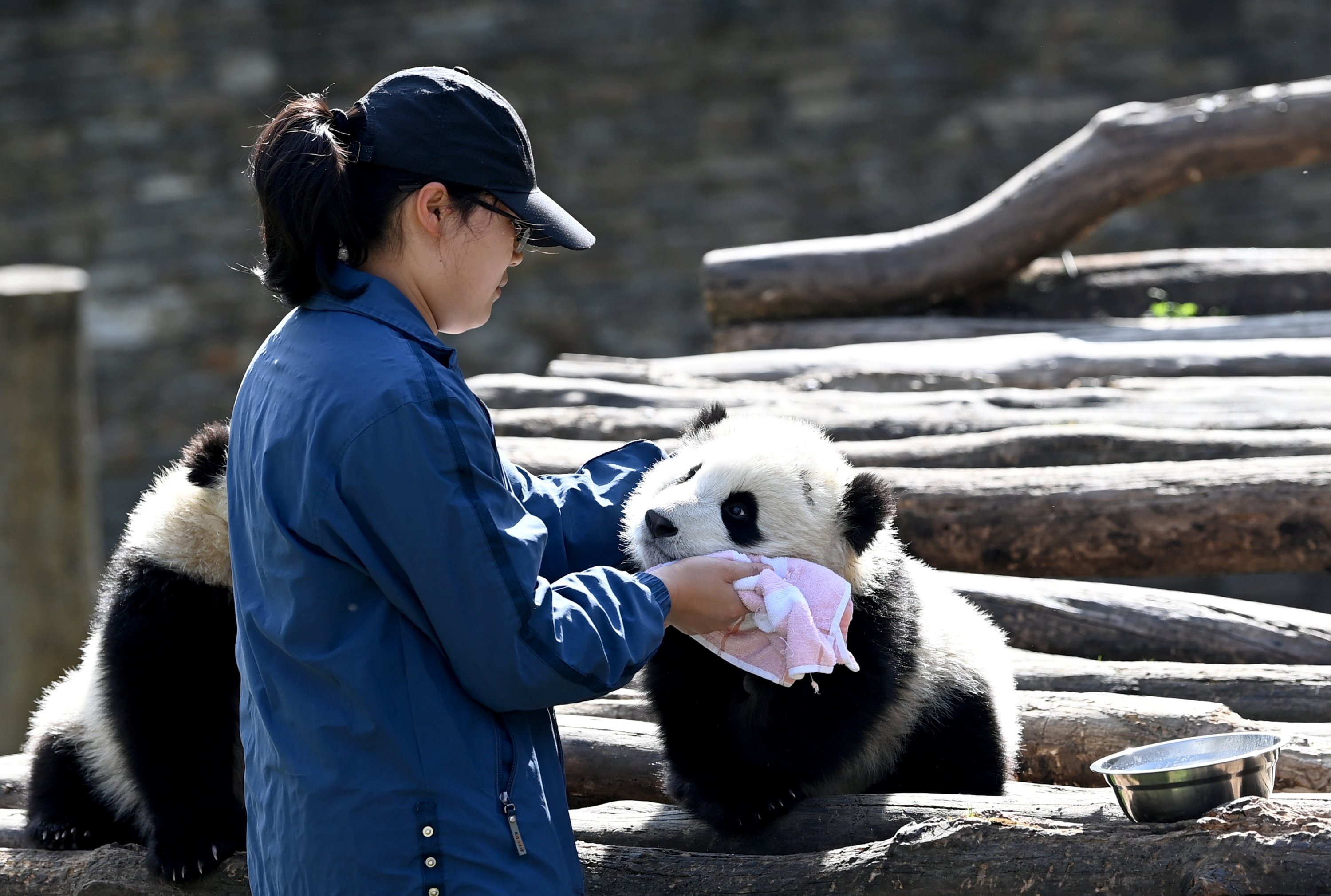 Biodiversity conservation in China: Stories of five "firsts ...