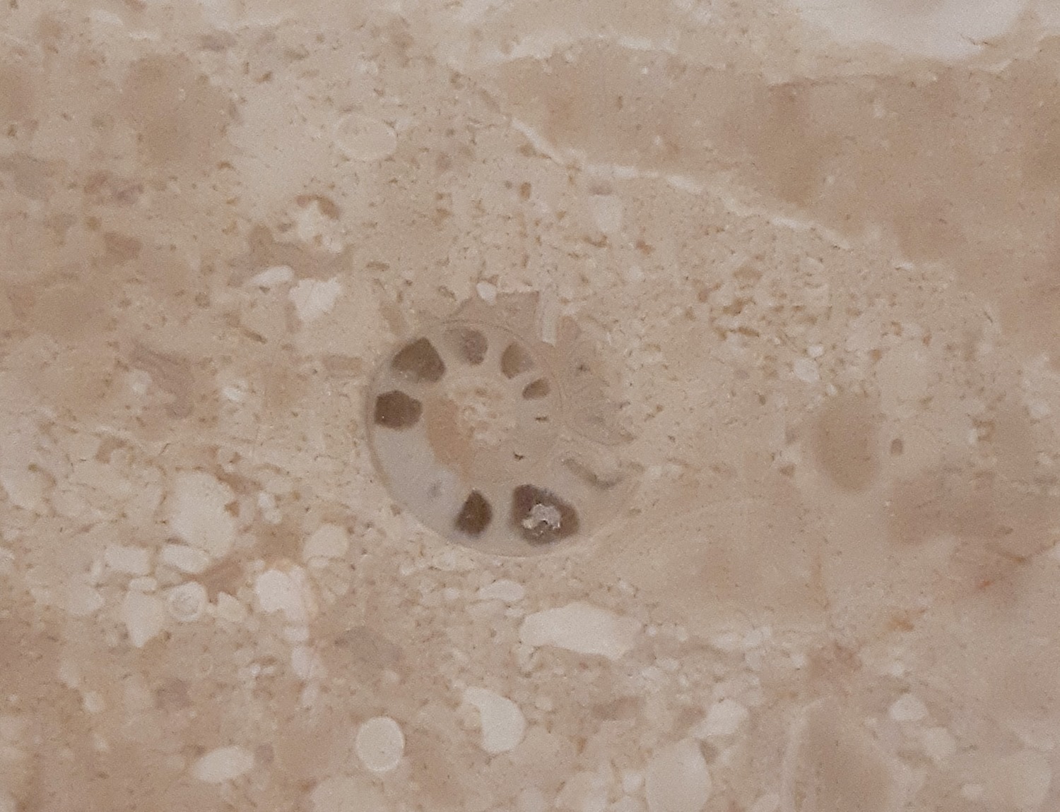 First-ever dinosaur fossil found in Hong Kong! | Hong Kong | Greater ...