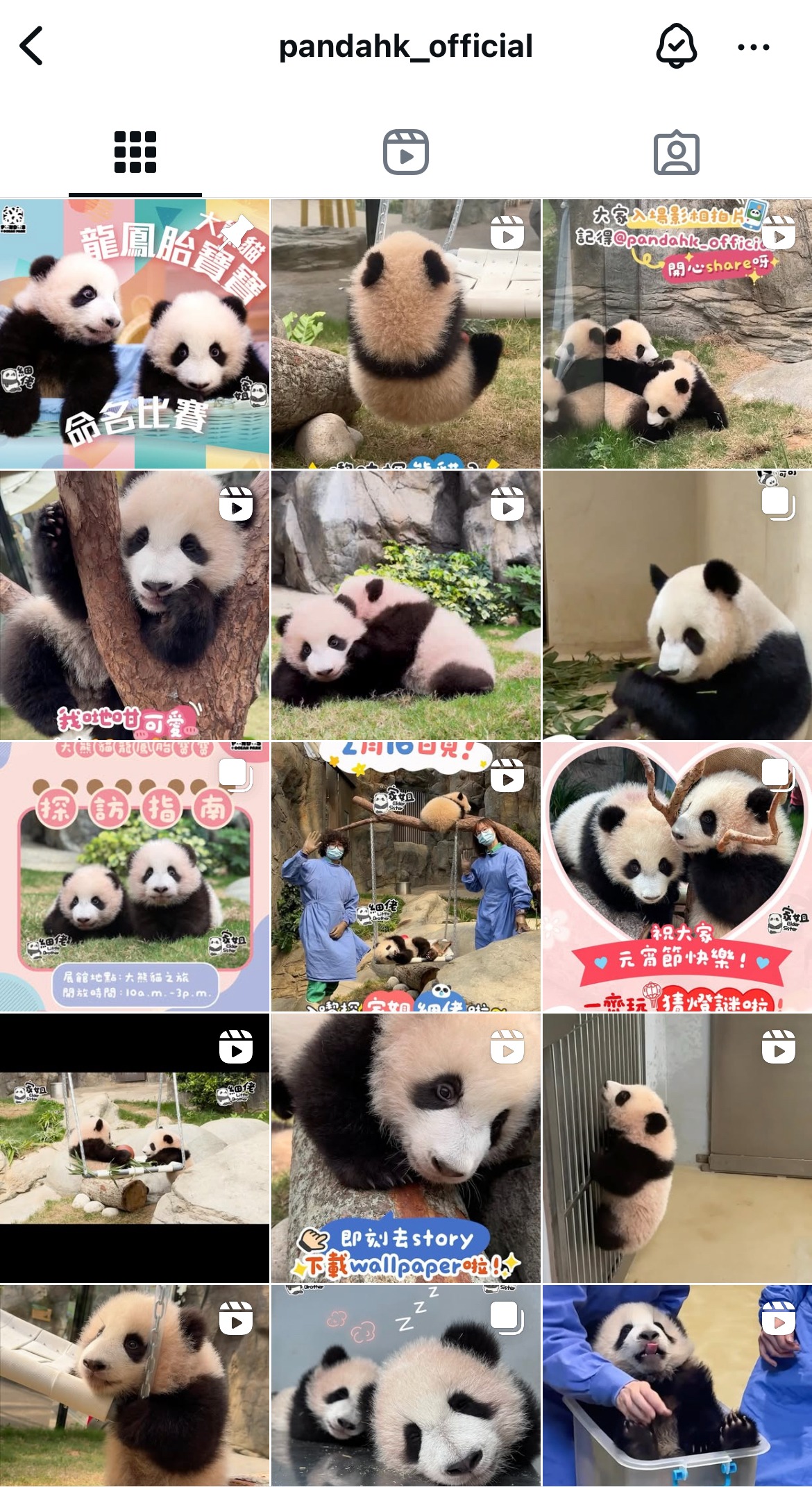 HK Panda: A full guide to follow the growth of panda twin cubs | Hong ...