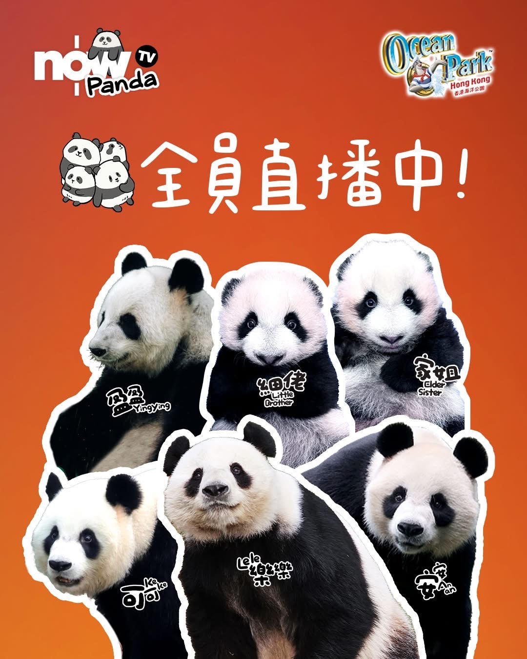 HK Panda: A full guide to follow the growth of panda twin cubs | Hong ...