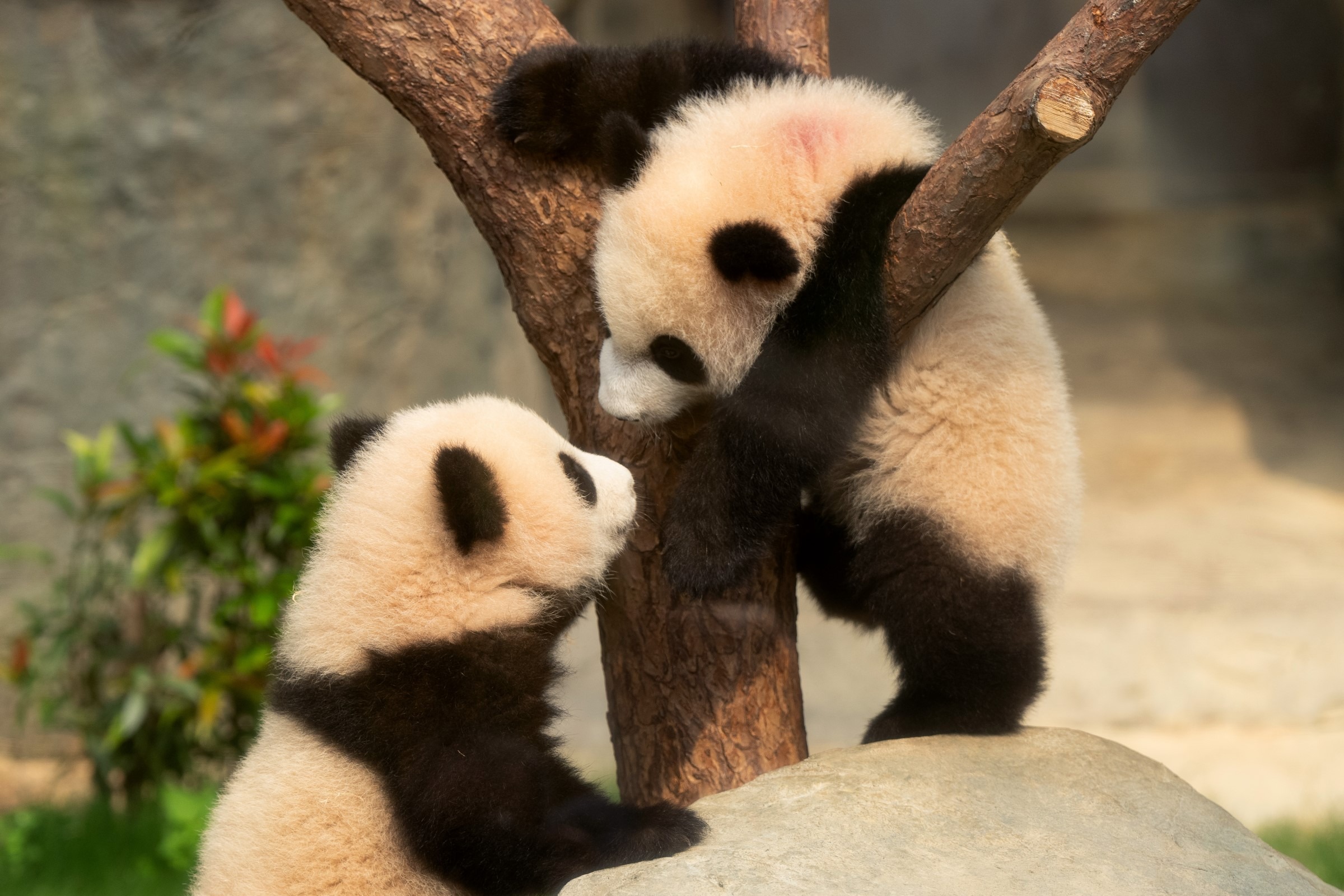 HK Panda: A full guide to follow the growth of panda twin cubs | Hong ...