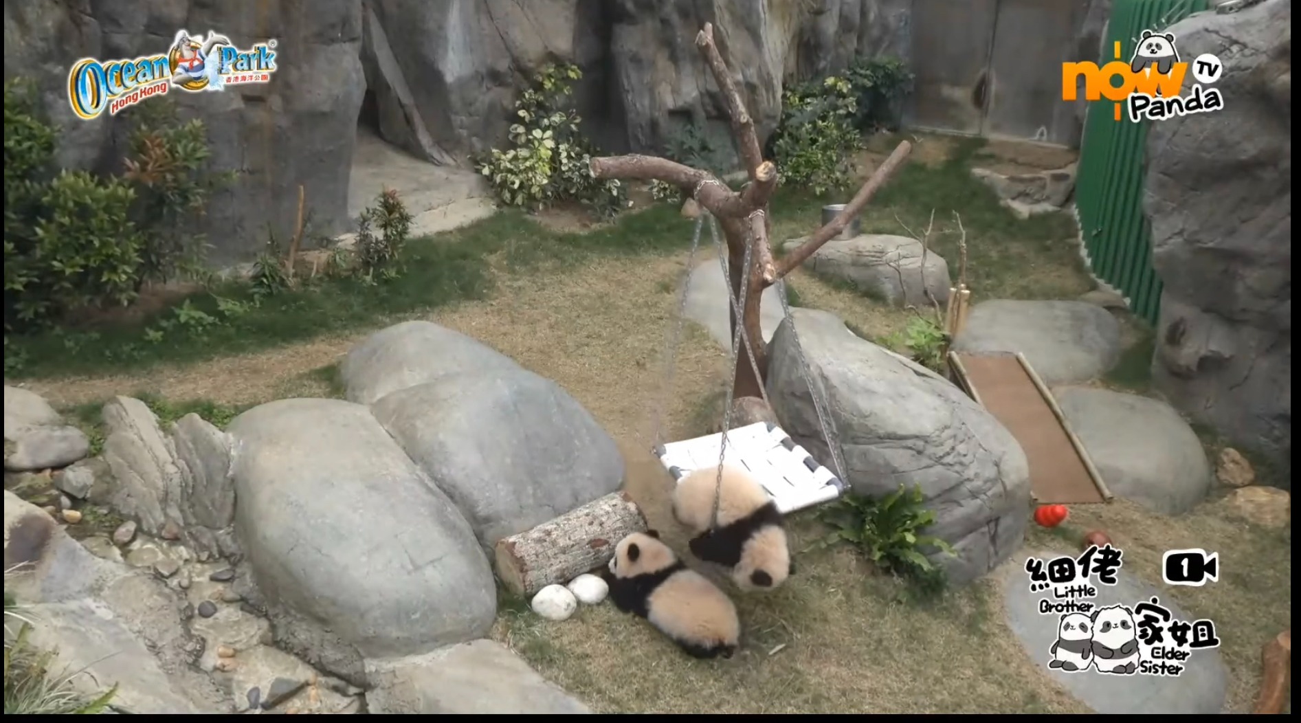HK Panda: A full guide to follow the growth of panda twin cubs | Hong ...