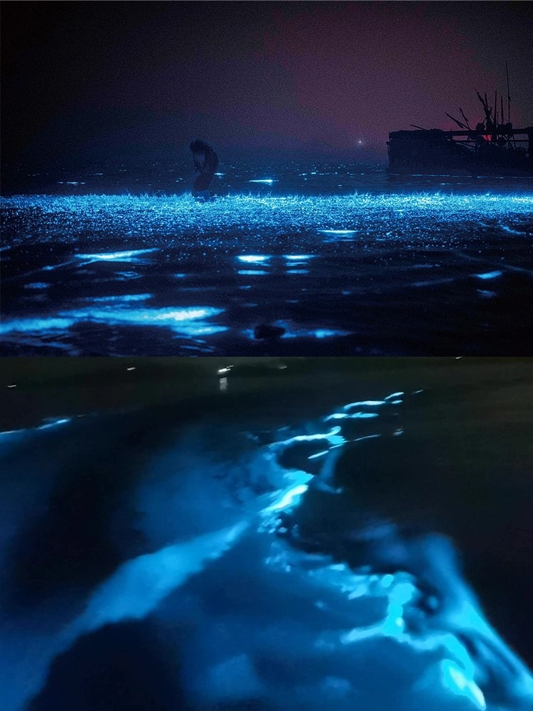 "Blue tears" bloom: 3 best spots you can't miss in GBA cities | One ...