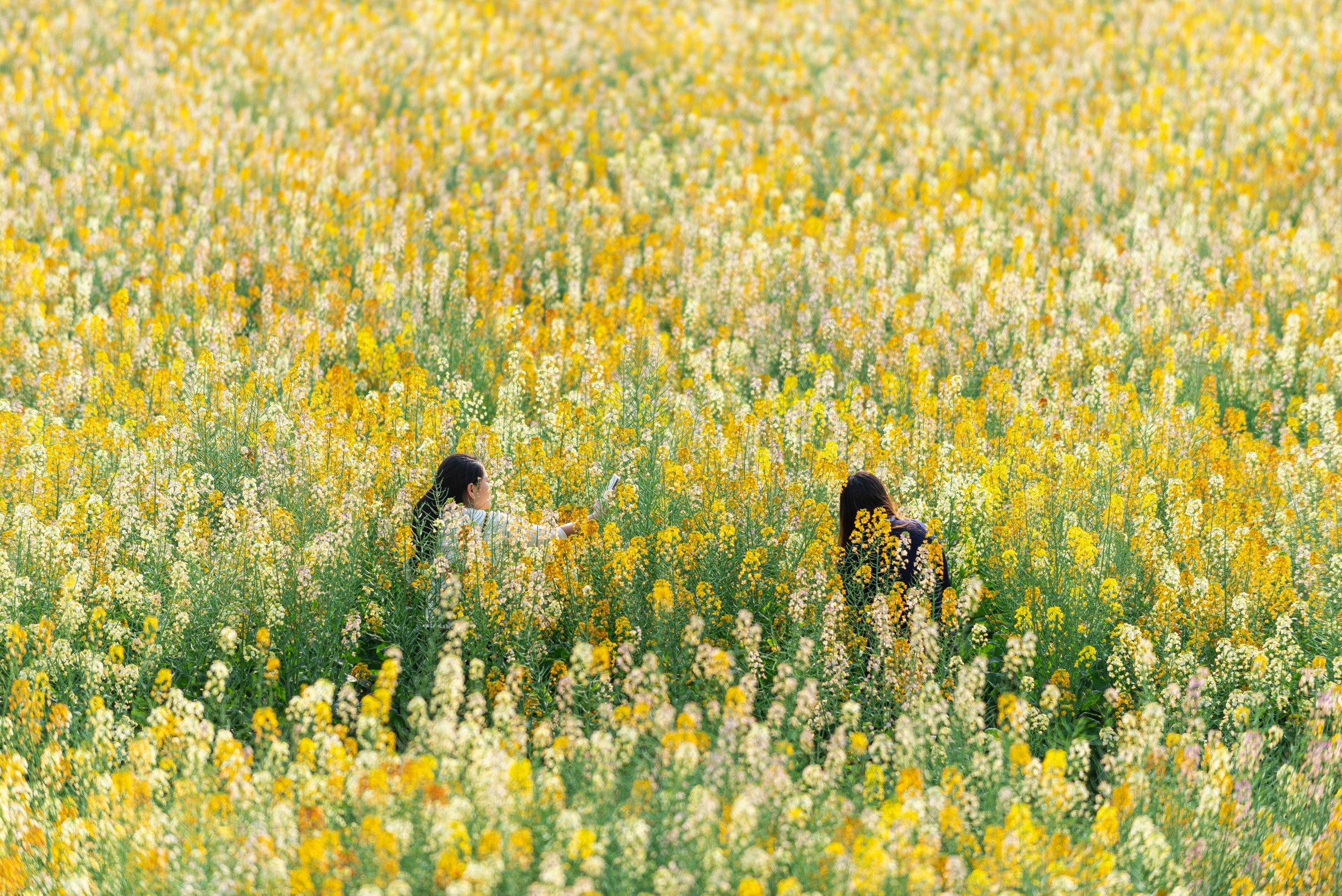 3 must-see flower viewing spots in Guangzhou! | Guangzhou | Greater Bay ...