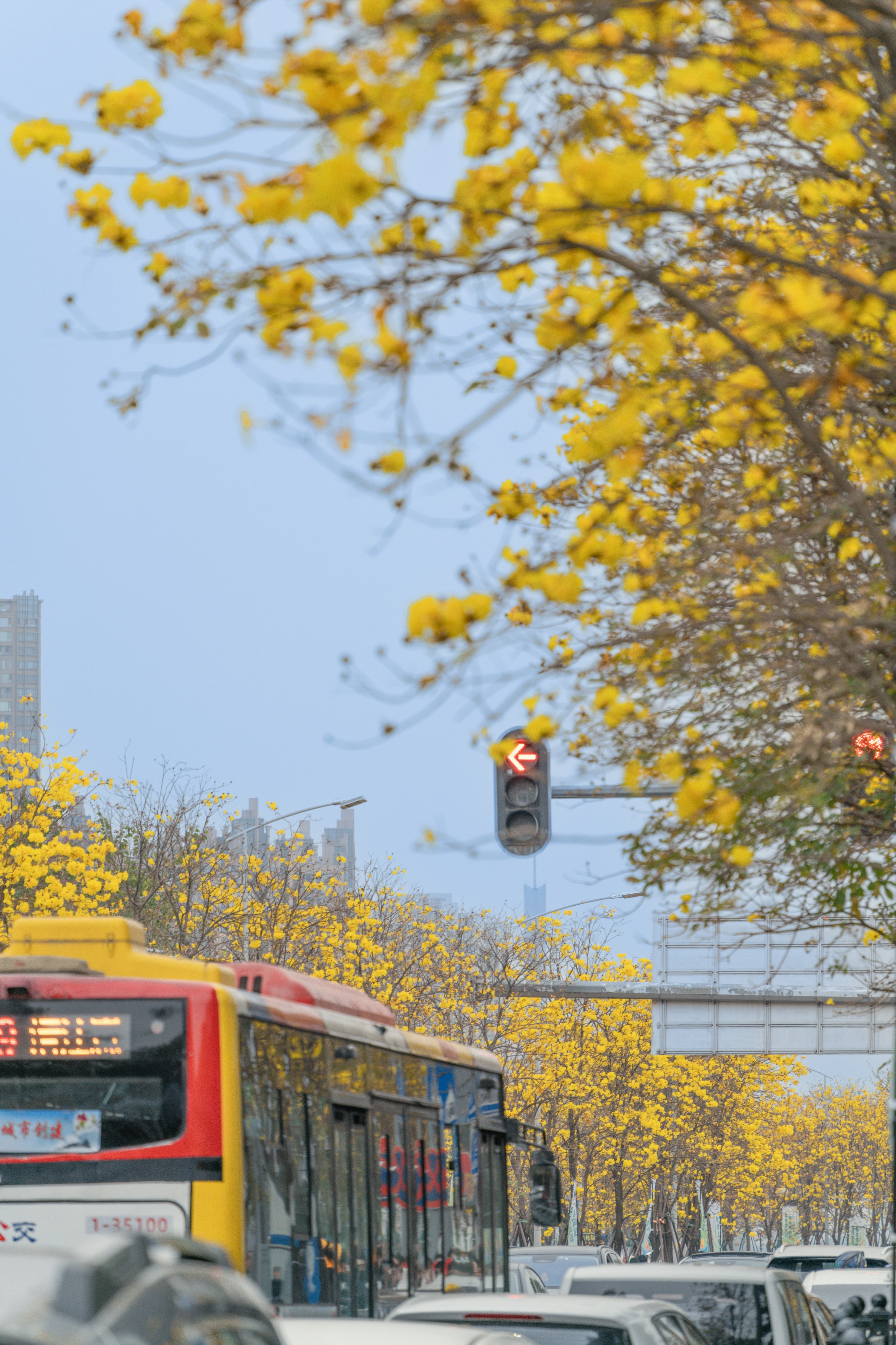 3 must-see flower viewing spots in Guangzhou! | Guangzhou | Greater Bay ...