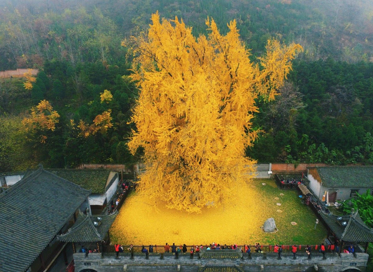Mystery of the "ageless" ginkgo tree in China's Xi'an | Snapshot of ...