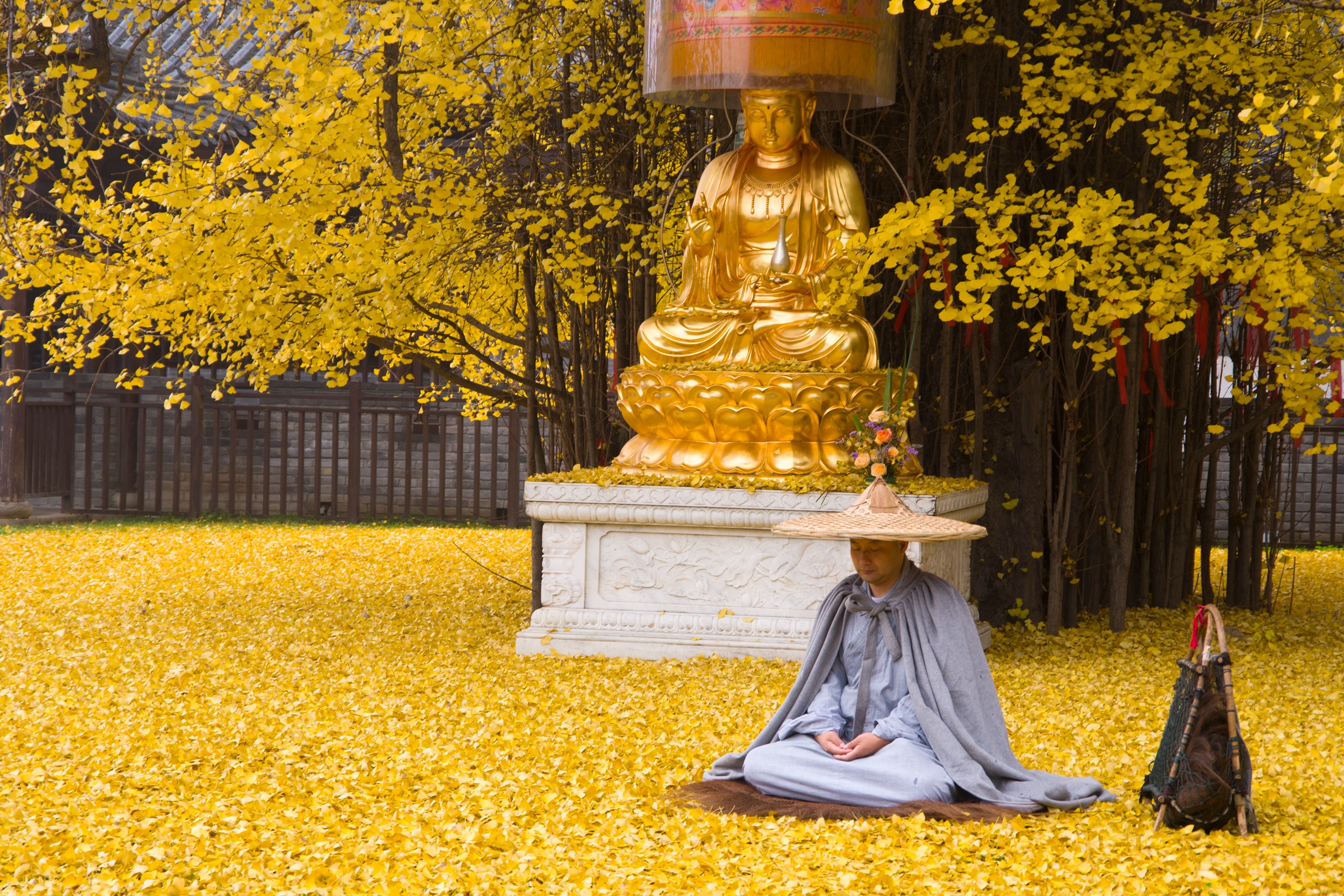 Mystery of the "ageless" ginkgo tree in China's Xi'an | Snapshot of ...