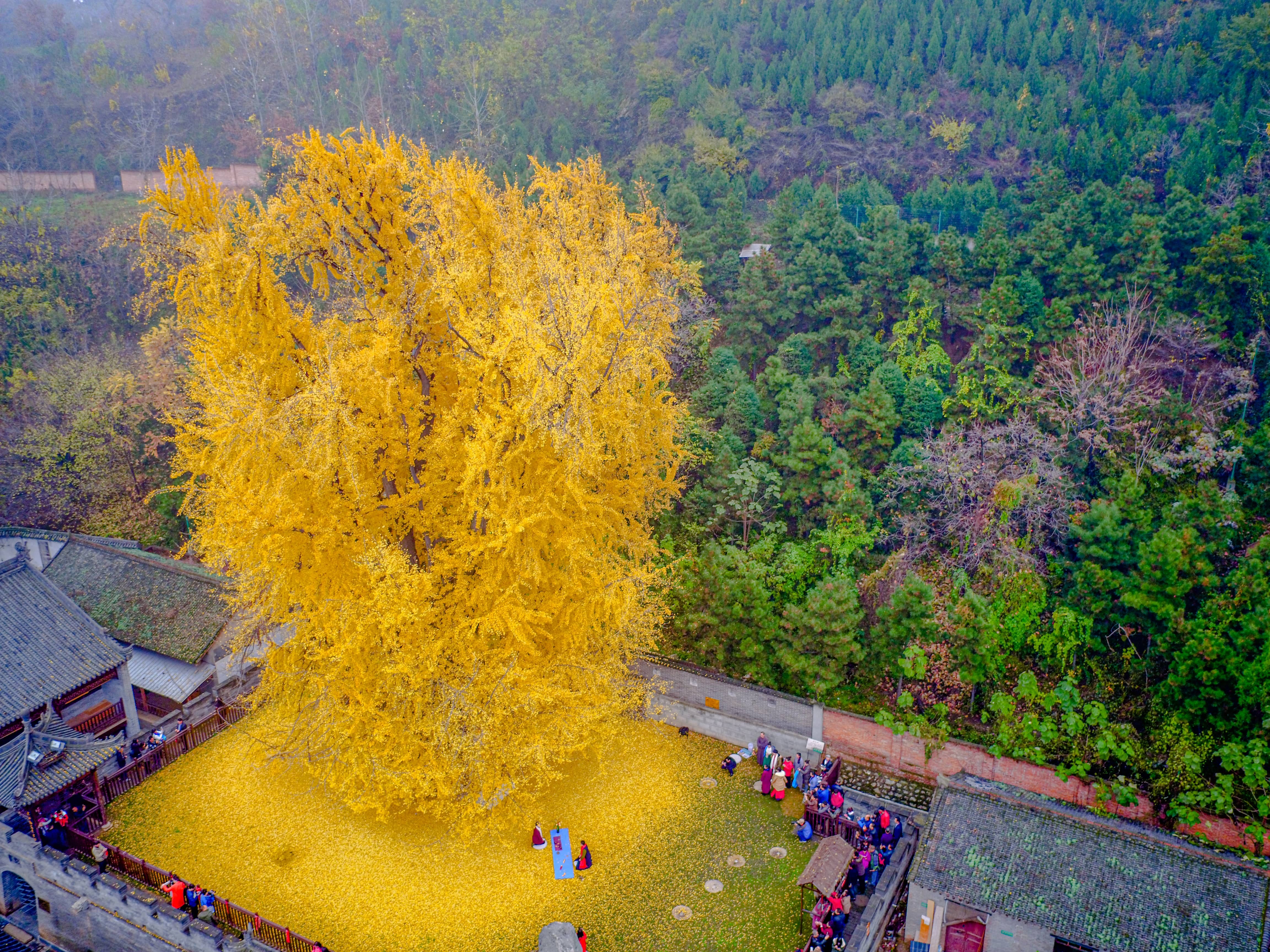 Mystery of the "ageless" ginkgo tree in China's Xi'an | Snapshot of ...