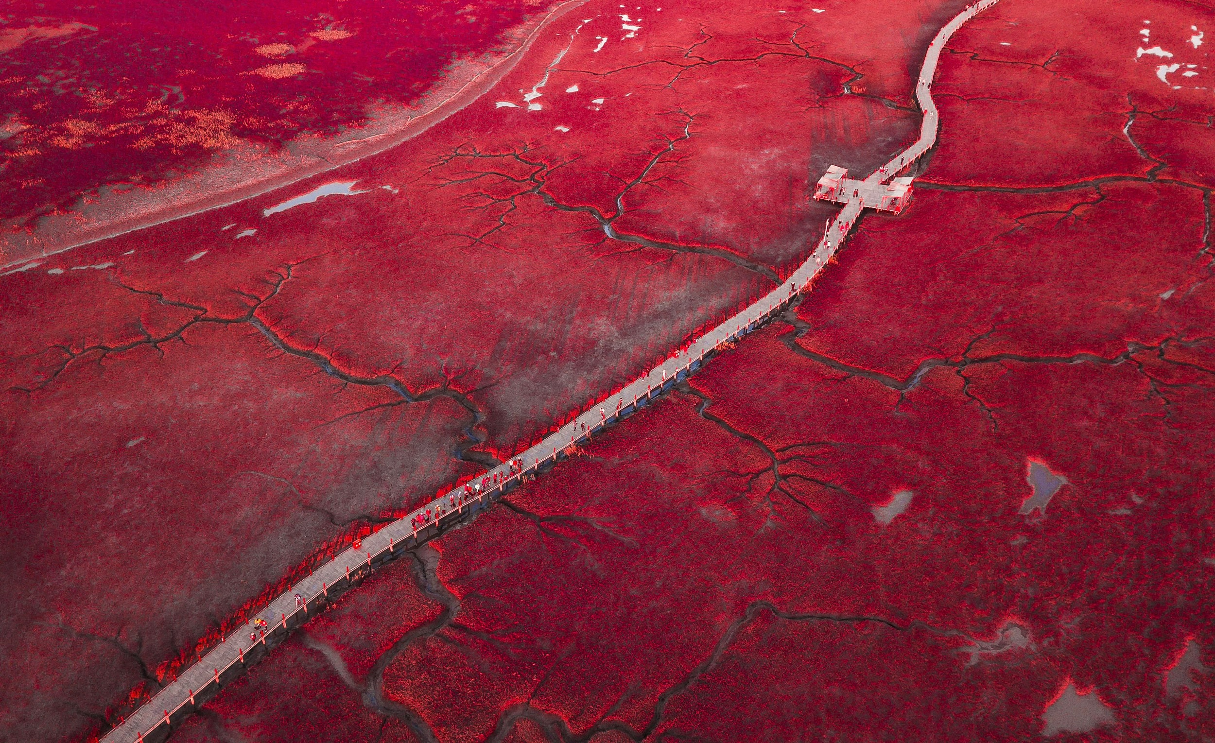 Liaoning Red Beach: A wondrous spectacle of nature | Snapshot of China ...