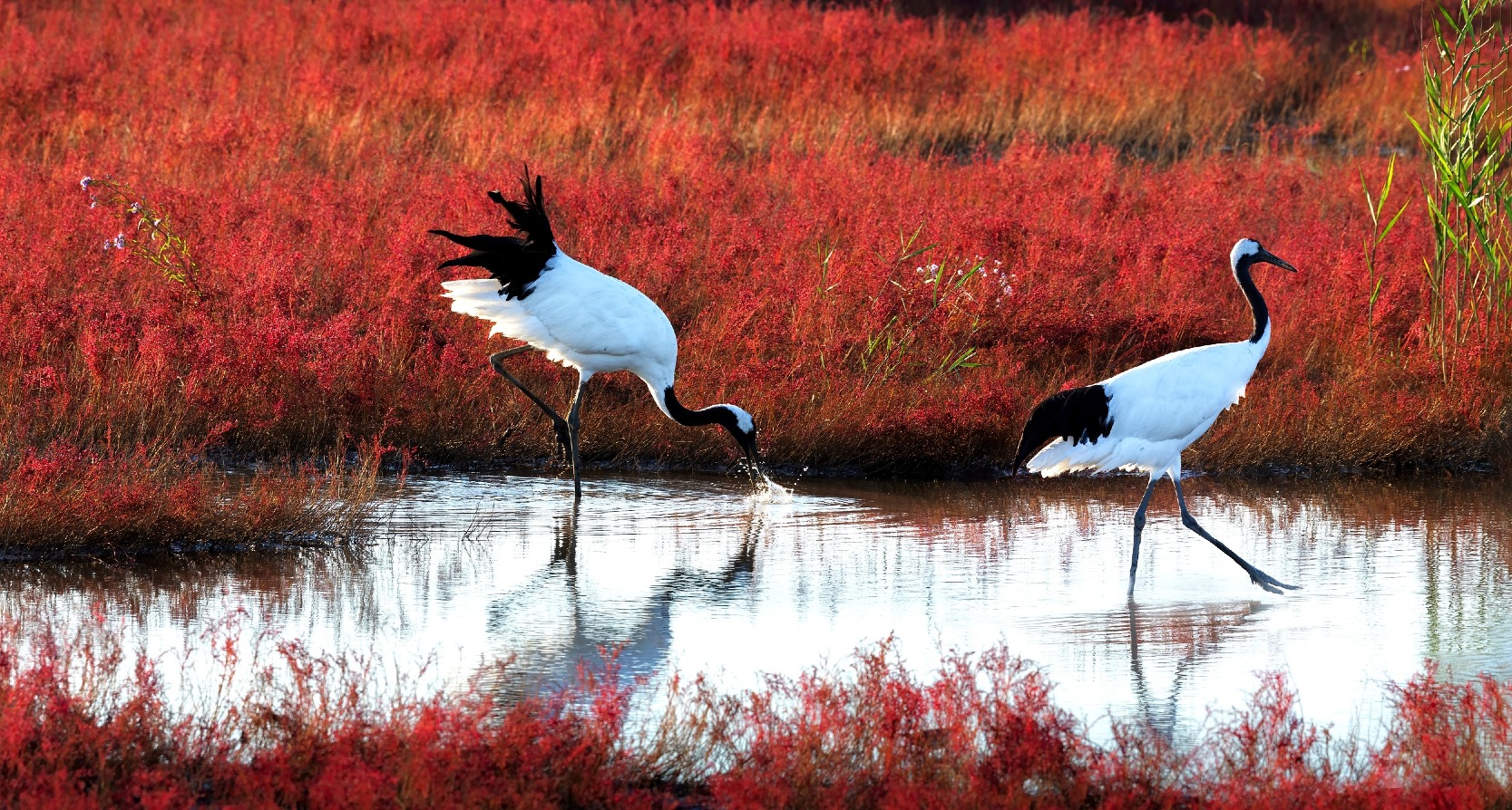 Liaoning Red Beach: A wondrous spectacle of nature | Snapshot of China ...