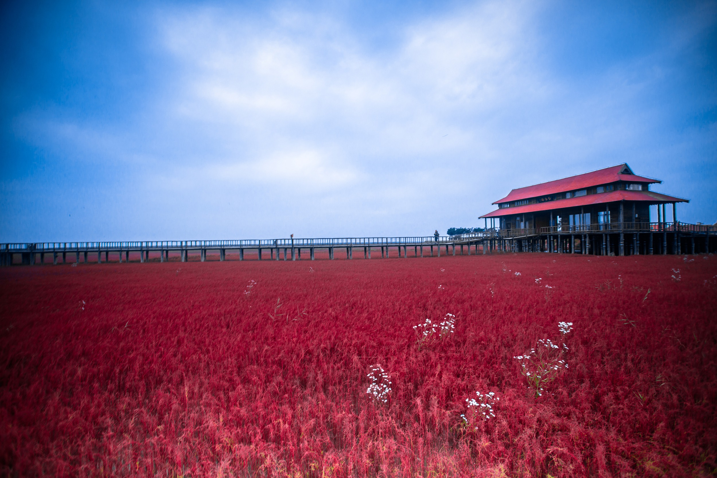 Liaoning Red Beach: A wondrous spectacle of nature | Snapshot of China ...