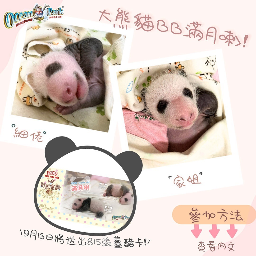 HK Panda｜Pork trotters prepared for panda cubs' 1-month birthday ...