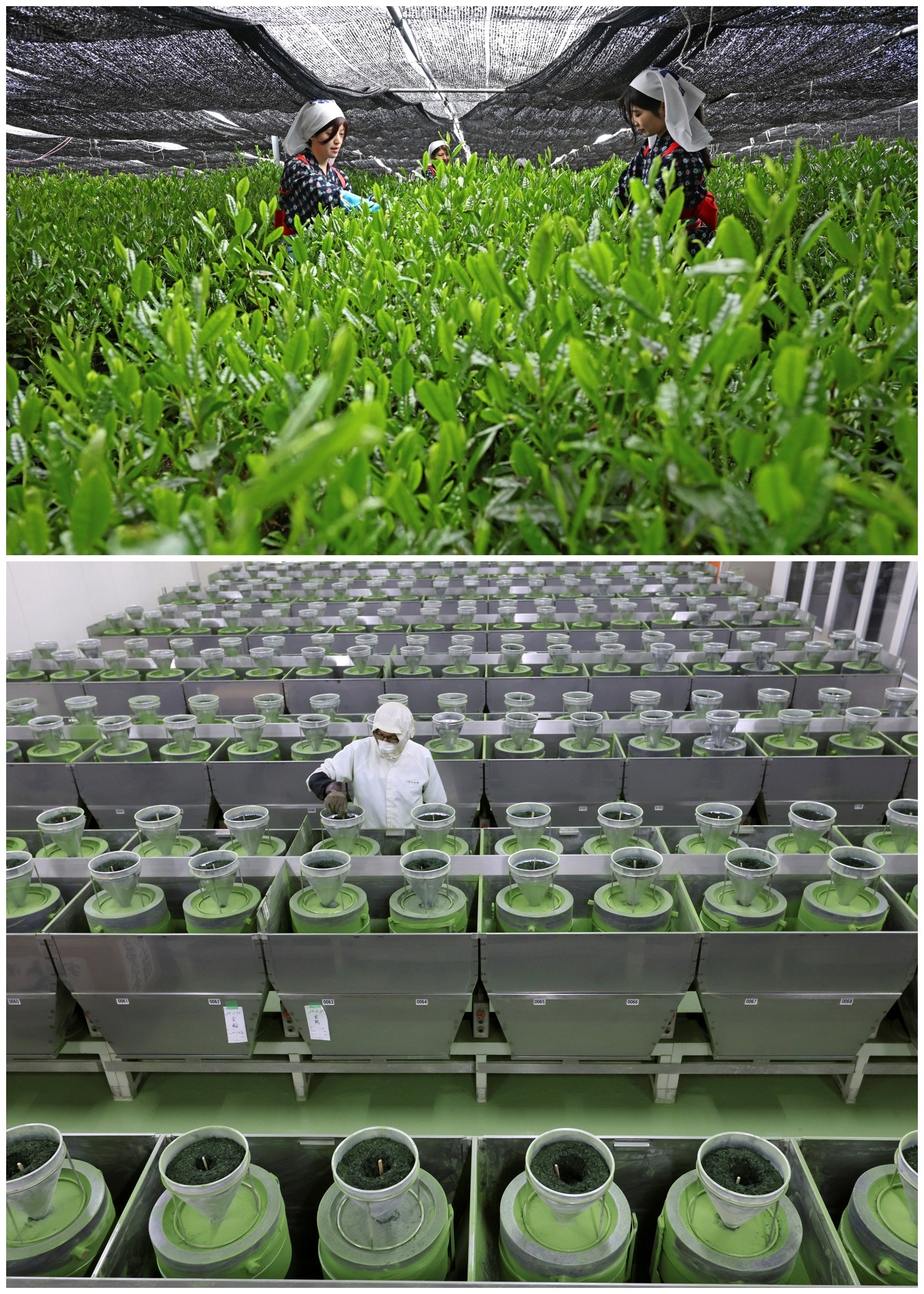 Japan matcha is made in China's Guizhou?｜China's new specialties ...