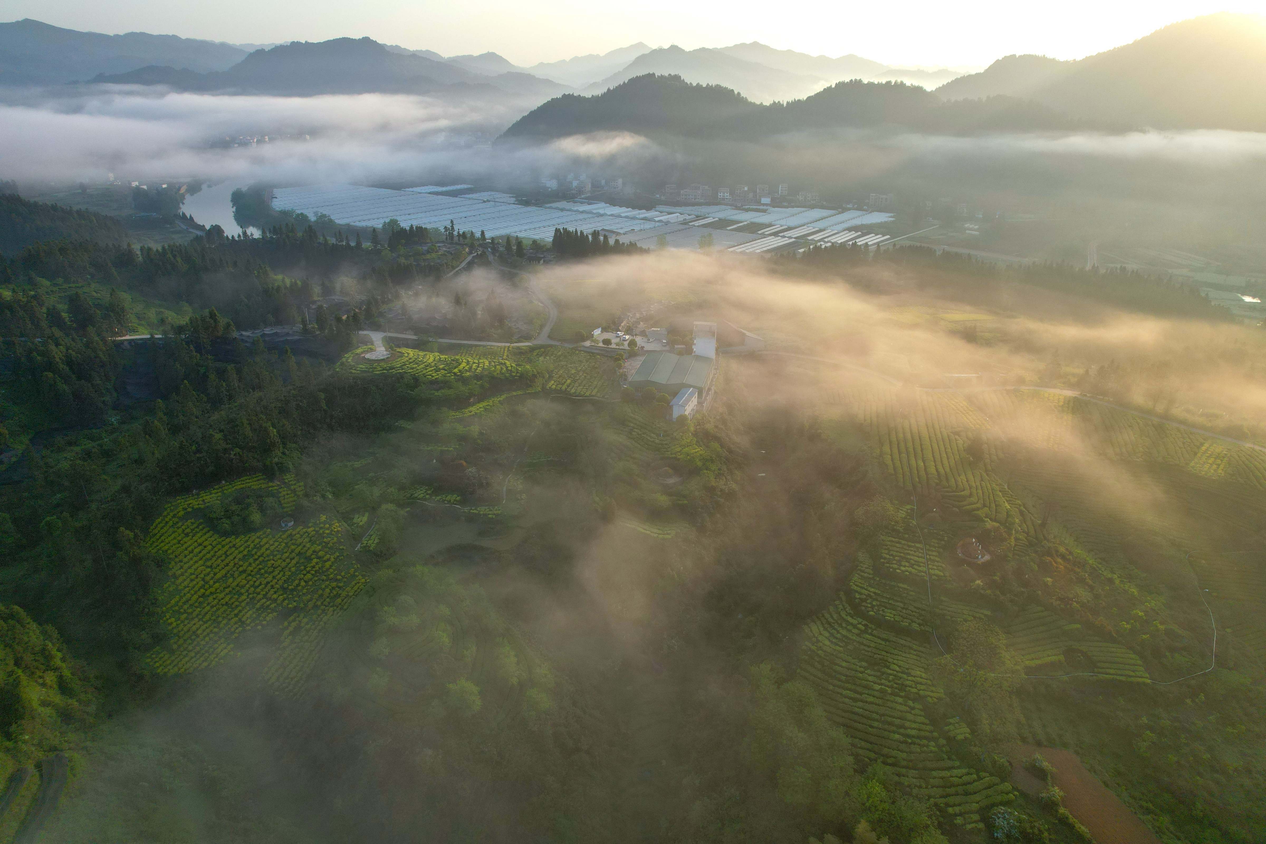 Japan matcha is made in China's Guizhou?｜China's new specialties ...