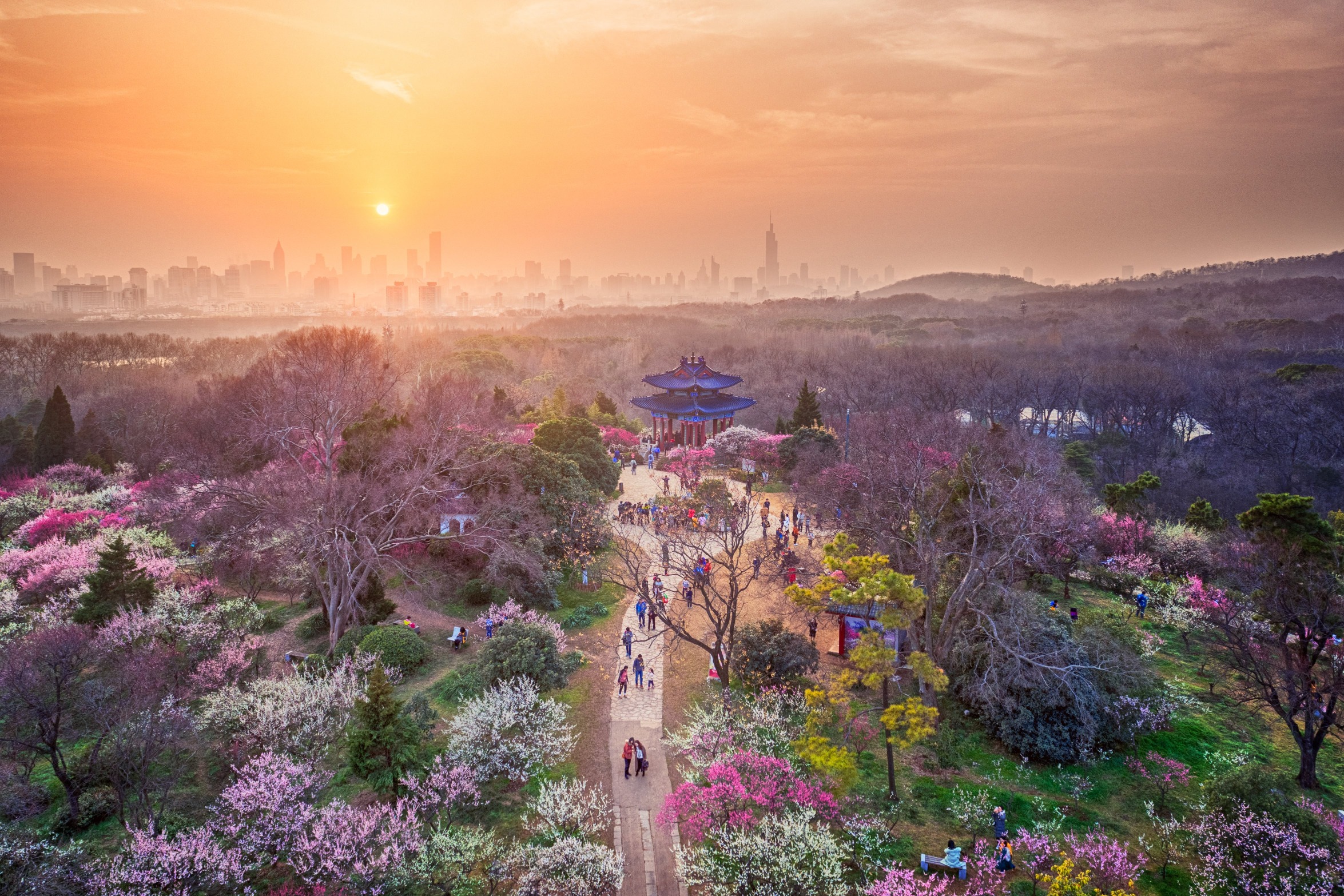 Touring Nanjing to enjoy the extraordinary scenery of Plum Blossom Hill ...