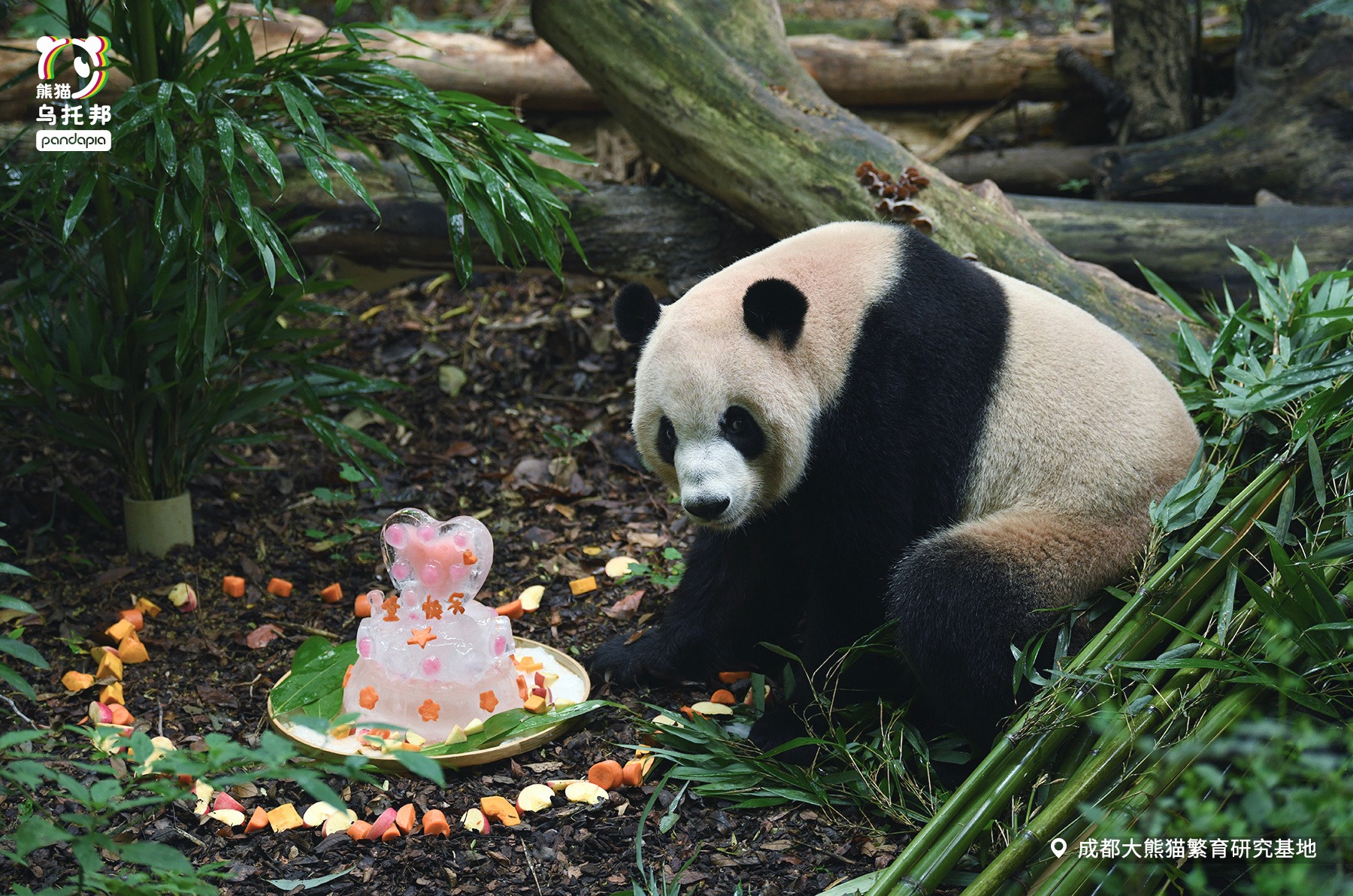 3 best places to see giant pandas in Sichuan | Travel & Leisure ...
