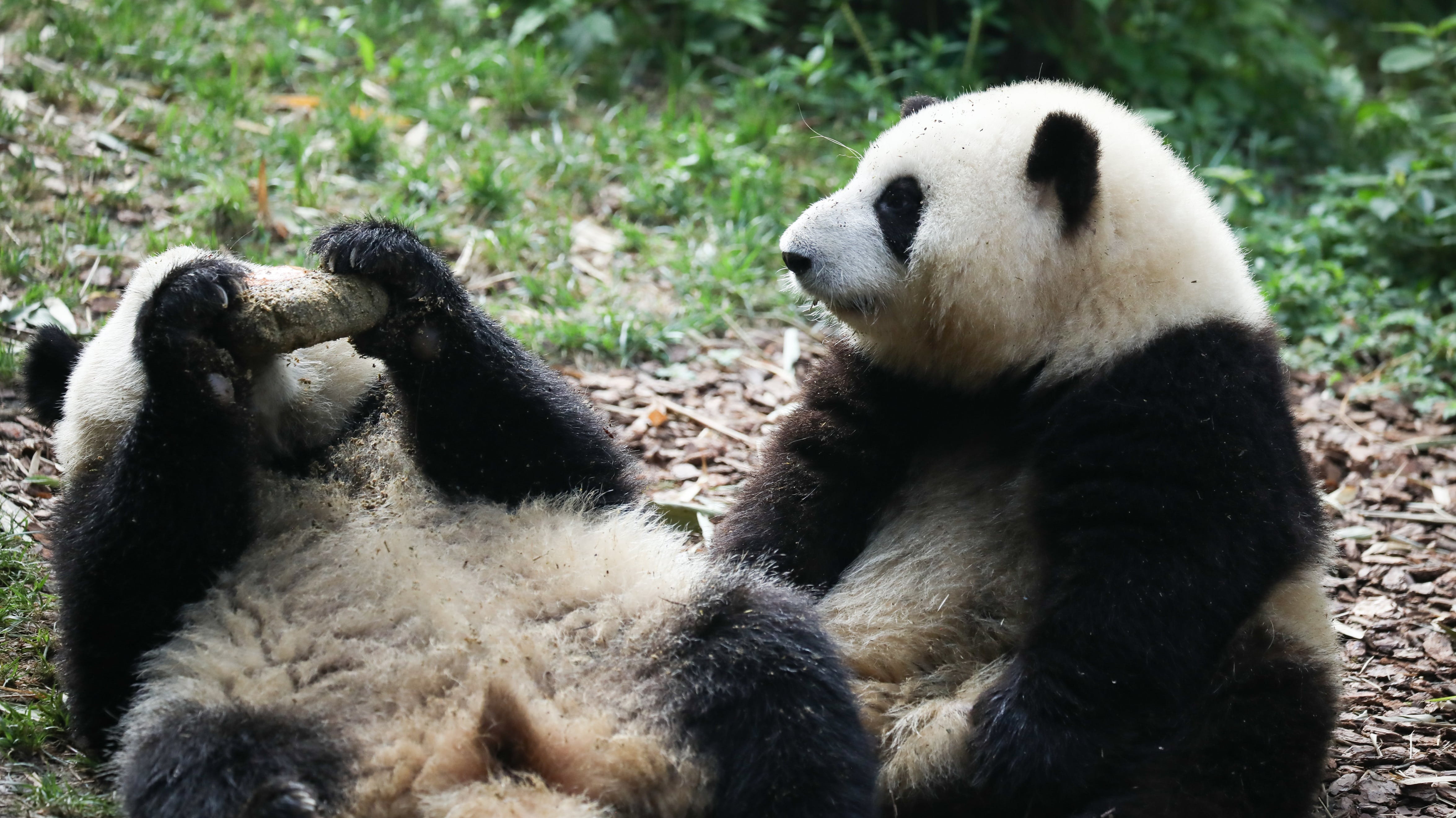 3 best places to see giant pandas in Sichuan | Travel & Leisure ...