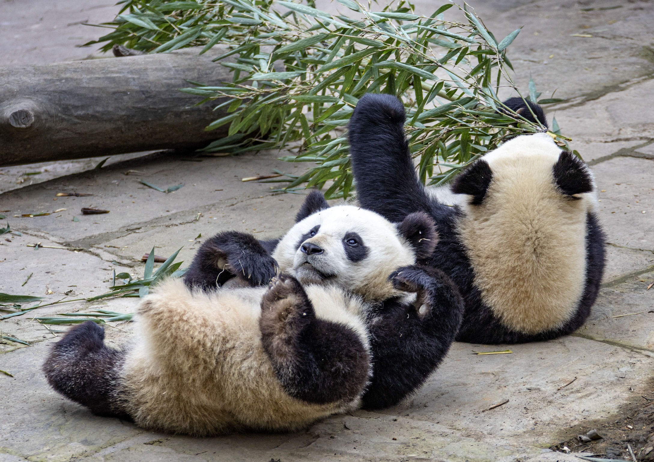 3 best places to see giant pandas in Sichuan | Travel & Leisure ...