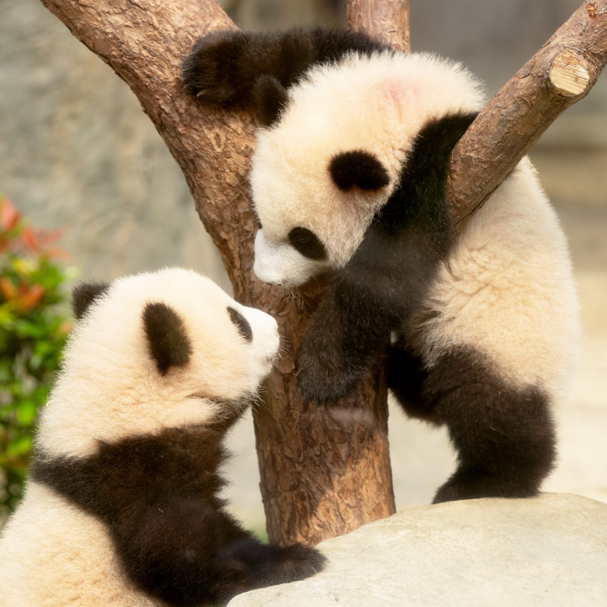 3 best places to see giant pandas in Sichuan | Travel & Leisure ...