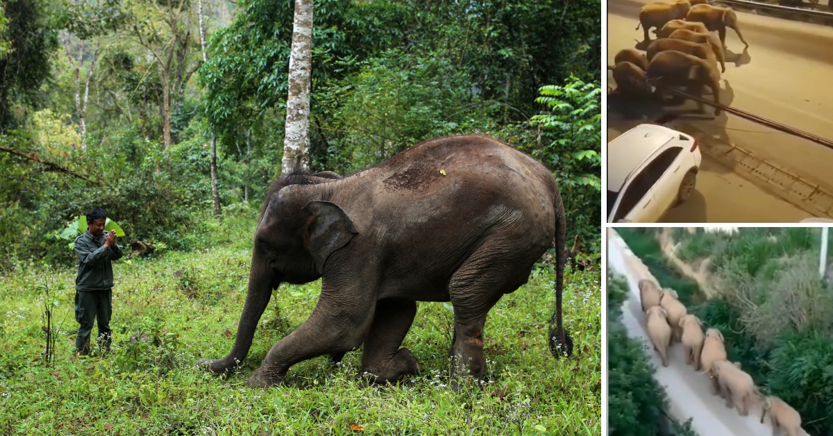 Wild elephants wander streets in Yunnan under silent protection of ...