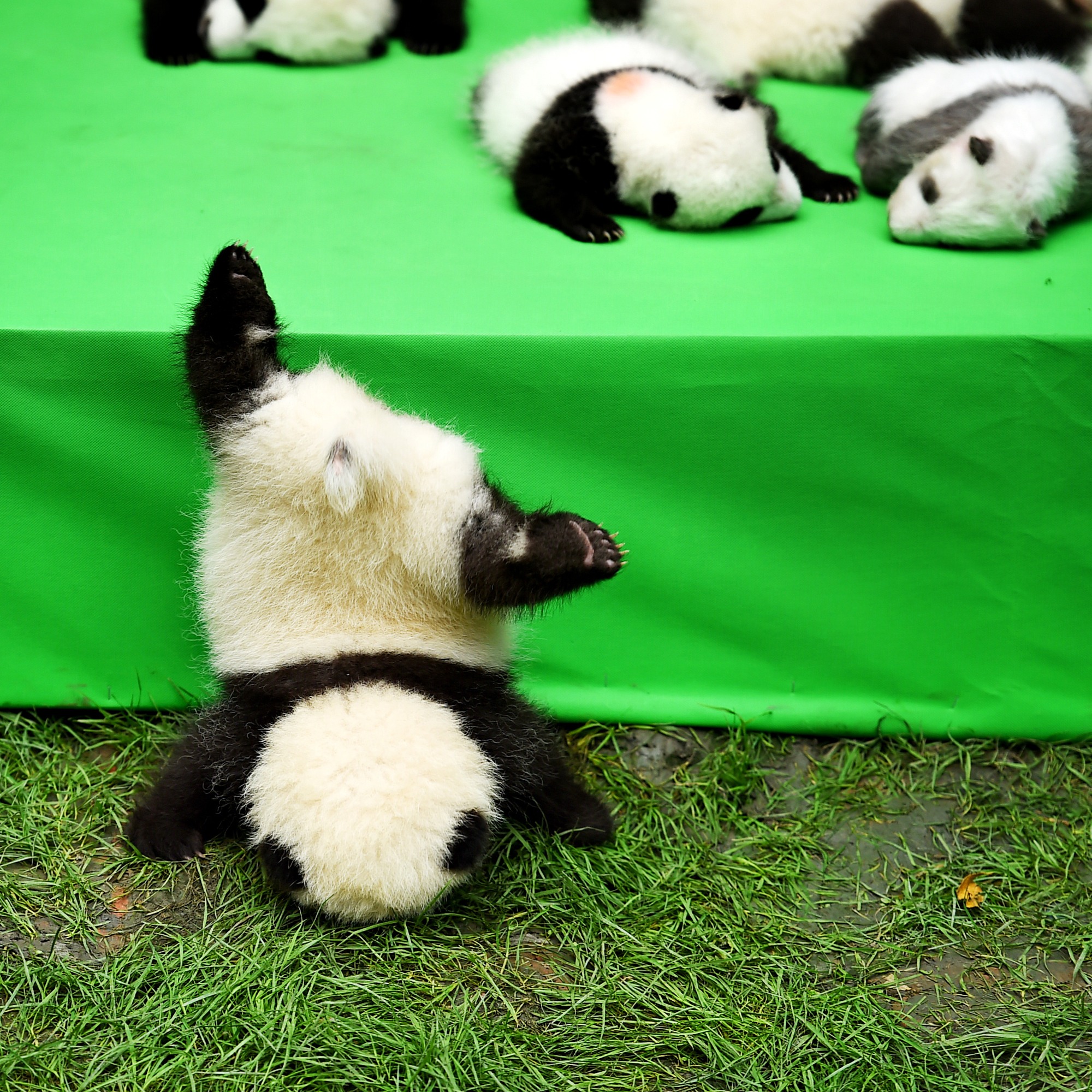 HK Panda: A full guide to follow the growth of panda twin cubs | Hong ...