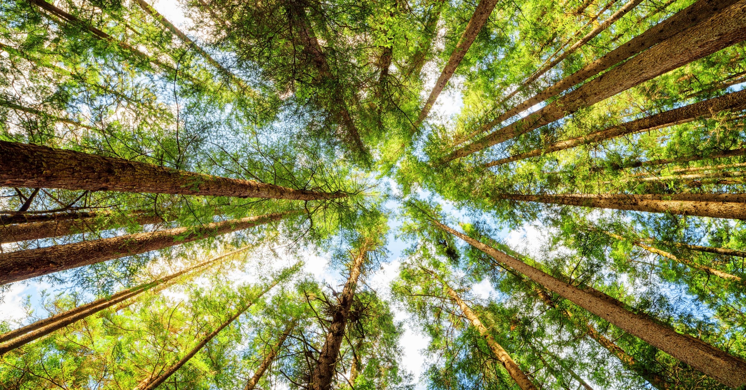 BYD's founder Wang Chuanfu: Two people changed his whole life ...