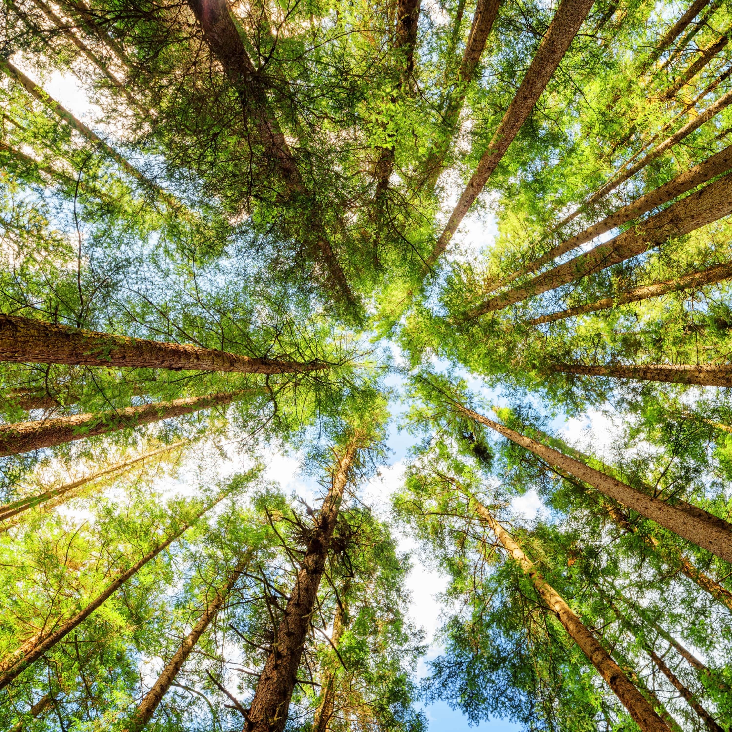 What is "Carbon Peaking and Carbon Neutrality"?｜Understand China's ...