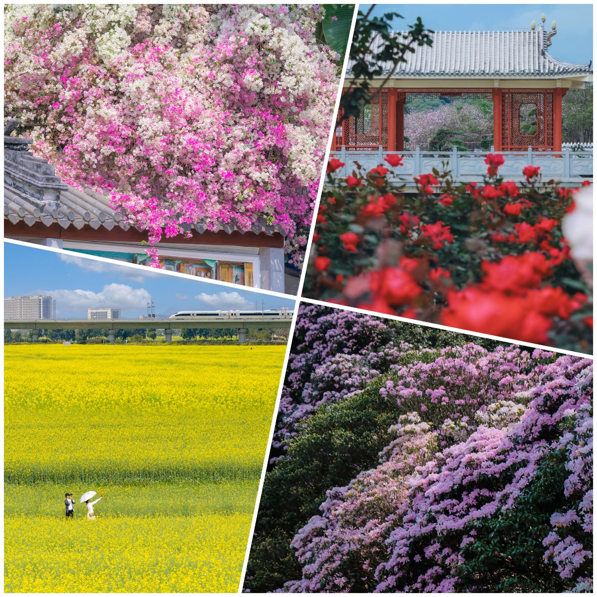 Top 5 places to enjoy plum blossoms in Shenzhen! | Shenzhen | Greater ...