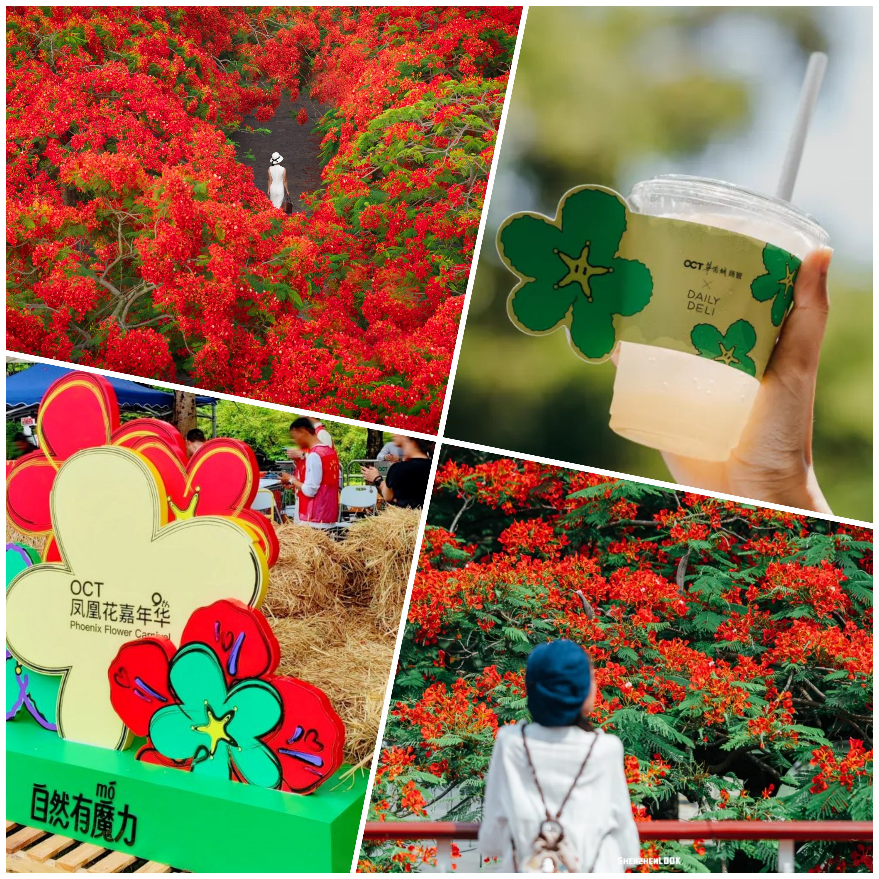 2025 Shenzhen flower-viewing spots you can't miss! | Shenzhen | Greater ...