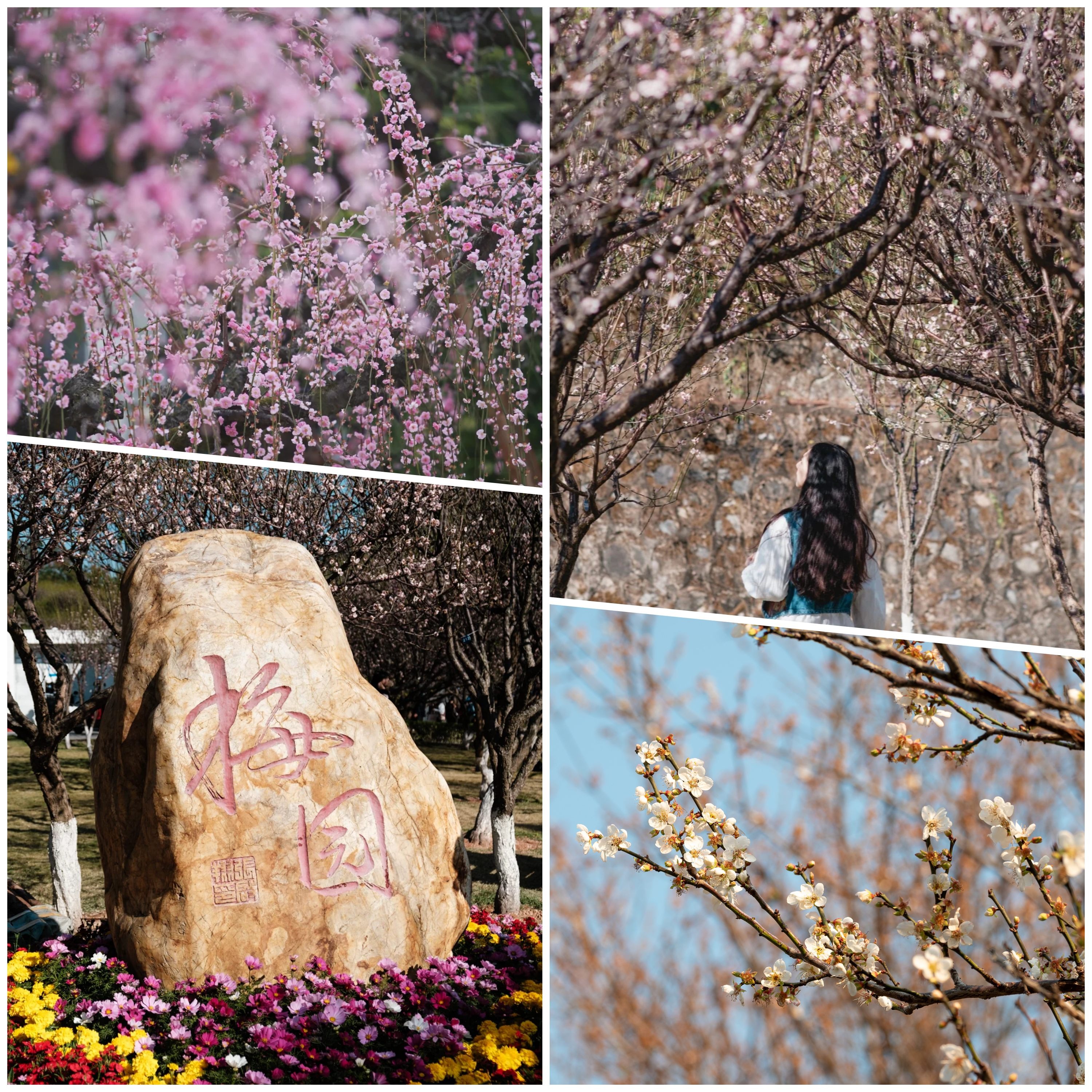 2025 Shenzhen flower-viewing spots you can't miss! | Shenzhen | Greater ...