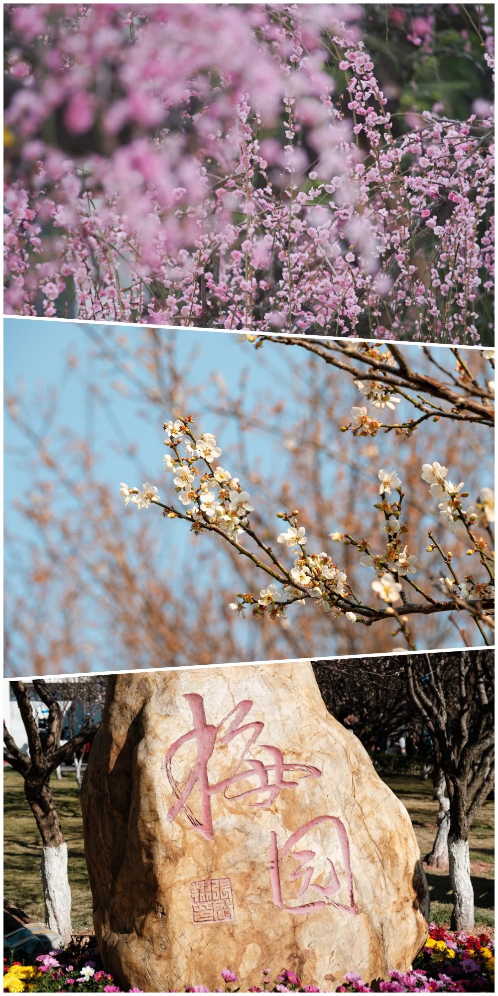 2025 Shenzhen flower-viewing spots you can't miss! | Shenzhen | Greater ...