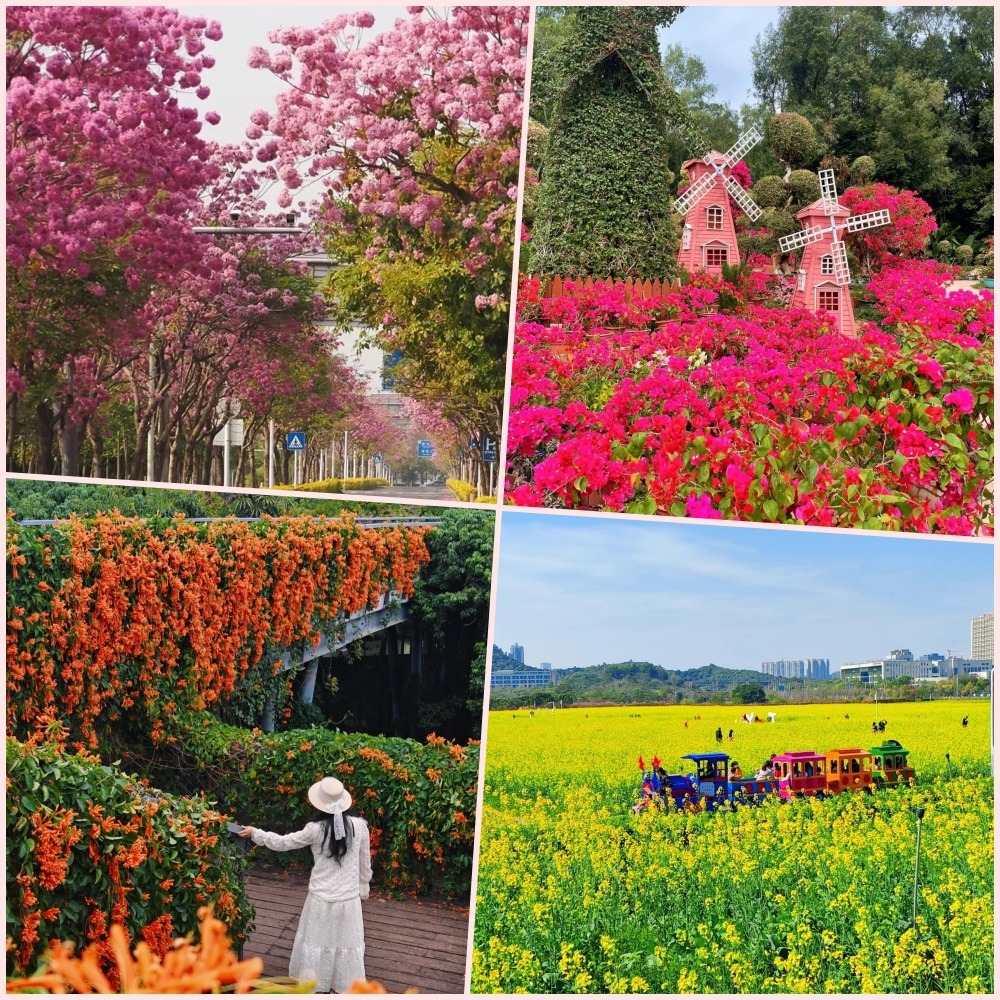 2025 Shenzhen flower-viewing spots you can't miss! | Shenzhen | Greater ...