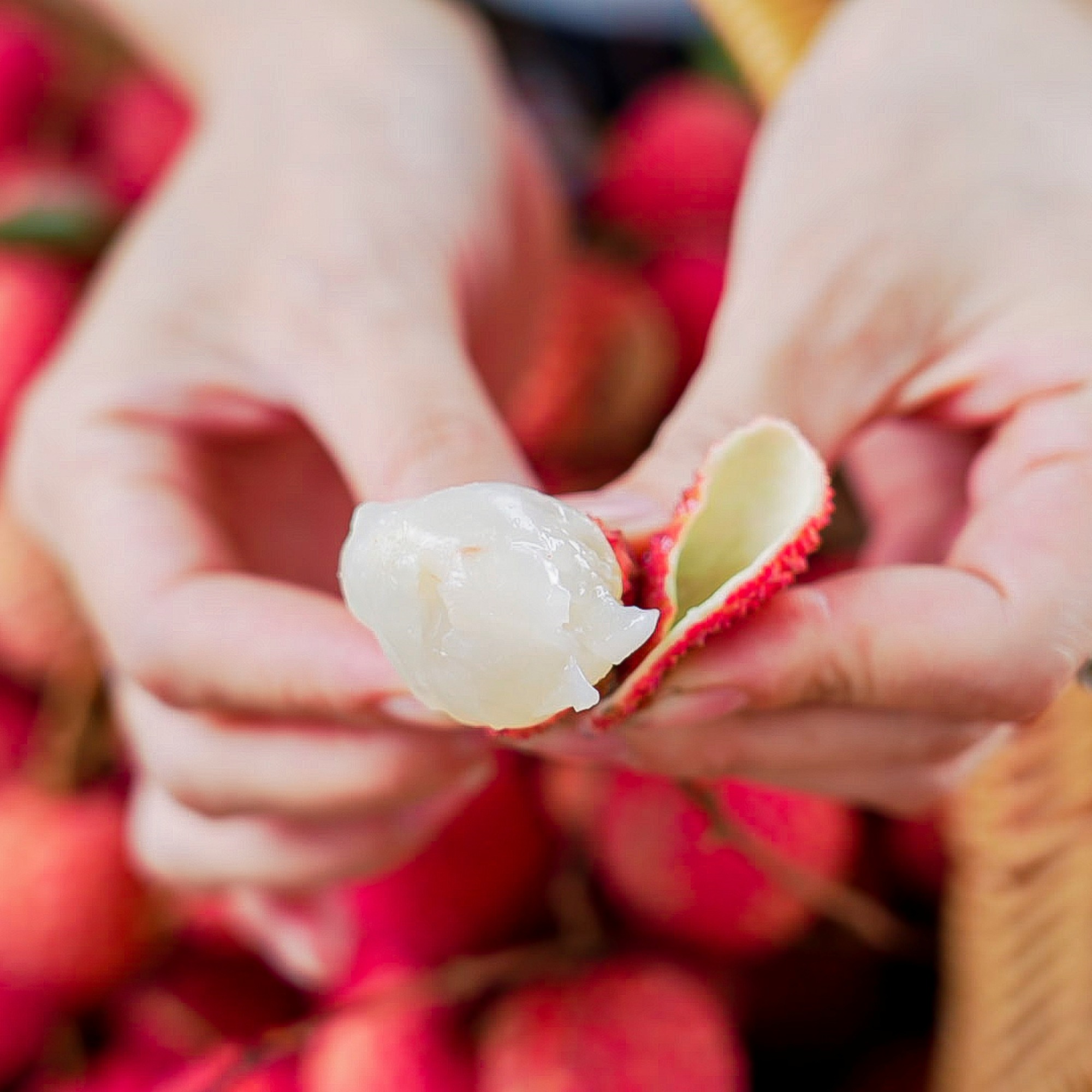 How are lychees from China's Guangdong transported in "dormant cabins ...