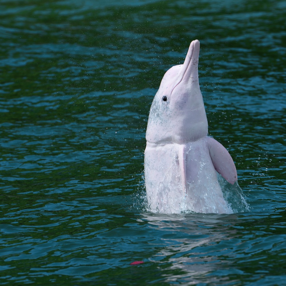 Story of Labubu's father: HK artist Kasing Lung | Innovation Pioneer ...