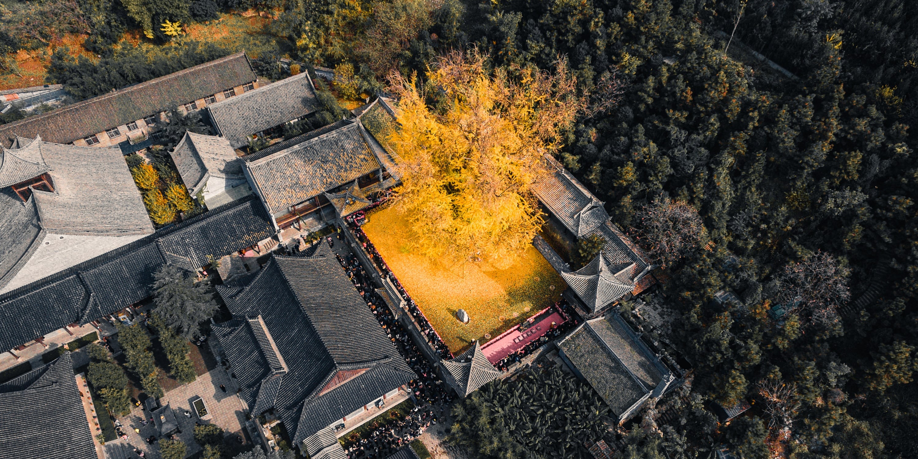Mystery of the "ageless" ginkgo tree in China's Xi'an | Snapshot of ...