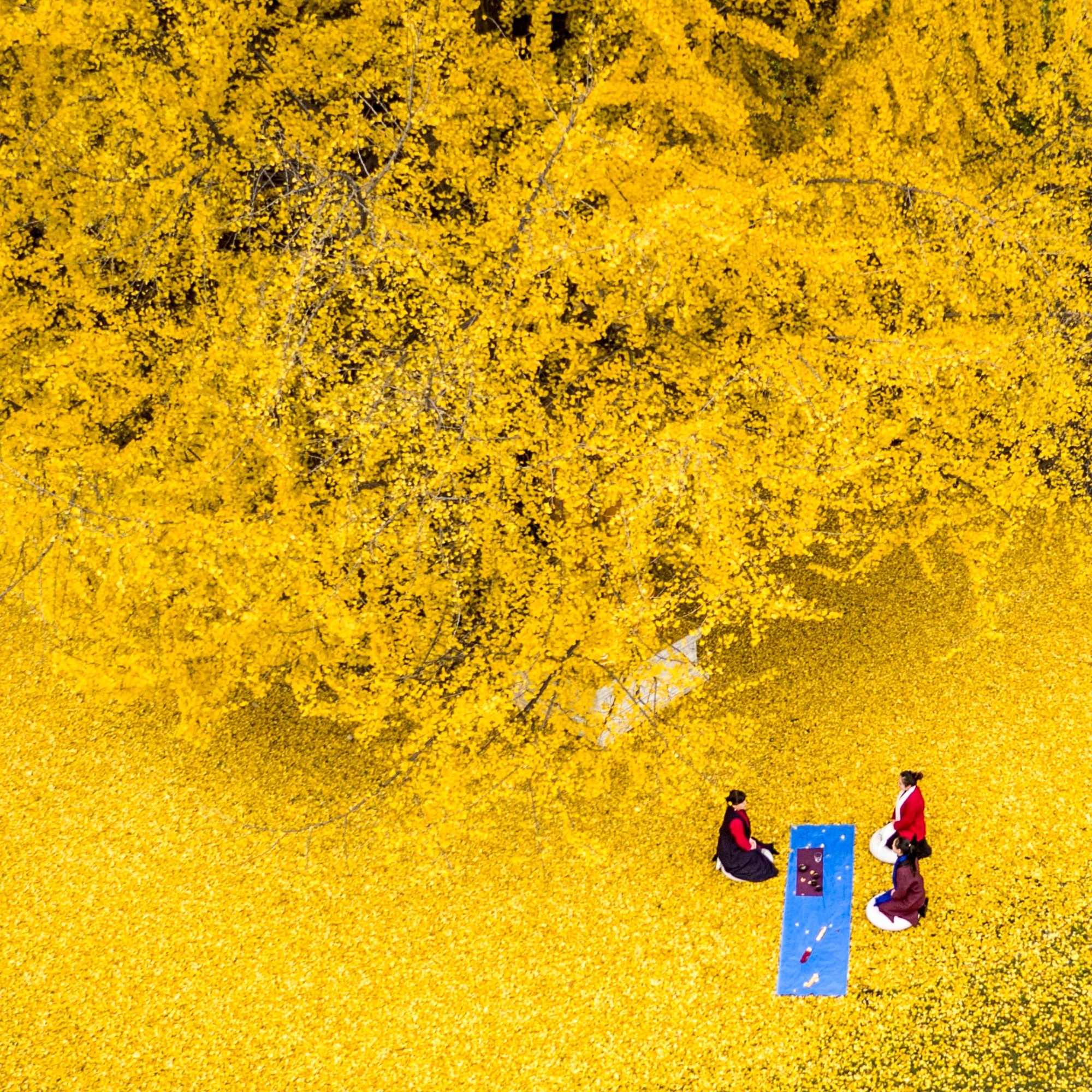 Mystery of the "ageless" ginkgo tree in China's Xi'an | Snapshot of ...