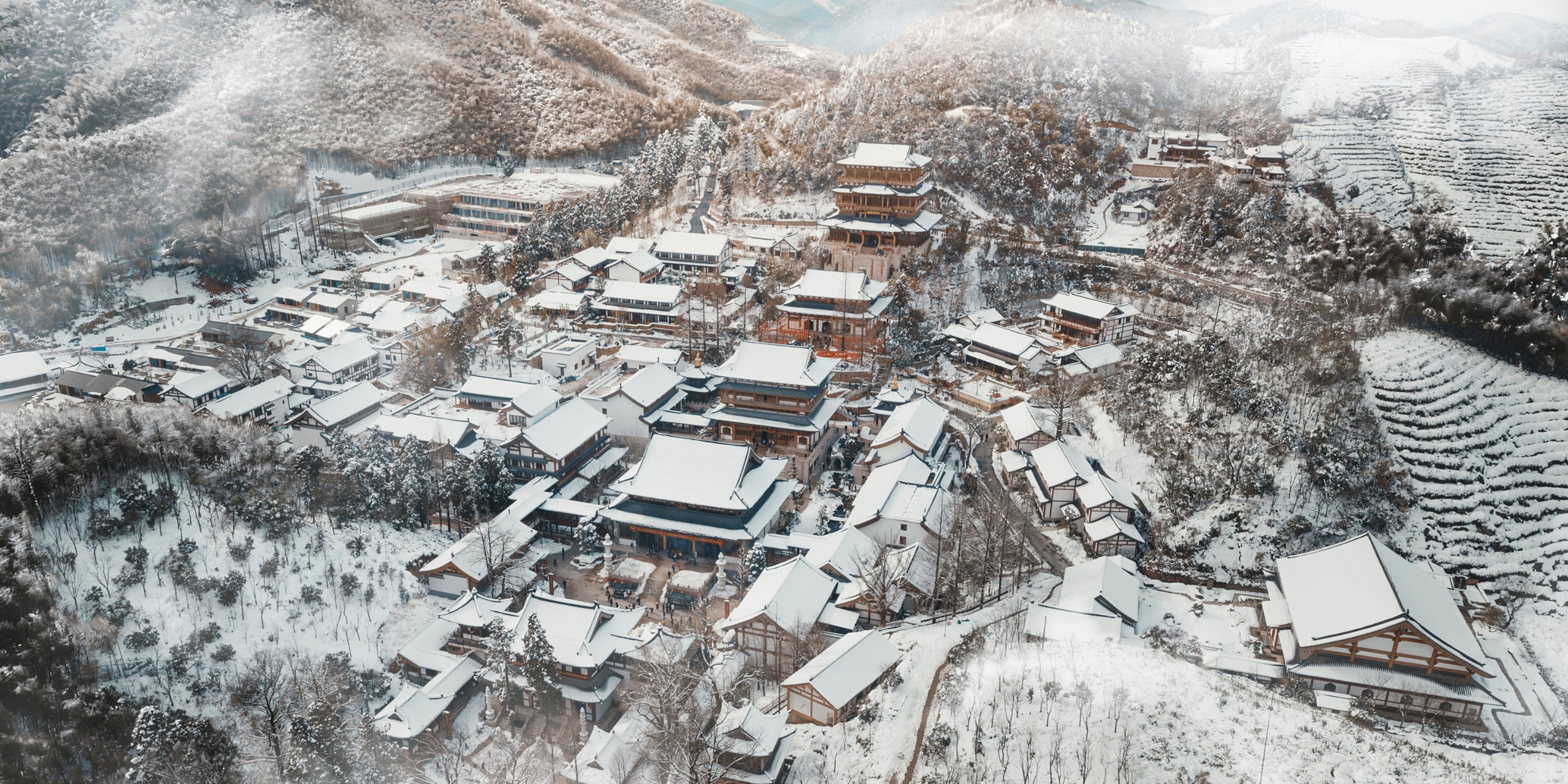 Mystery of the "ageless" ginkgo tree in China's Xi'an | Snapshot of China | Culture | Our China ...