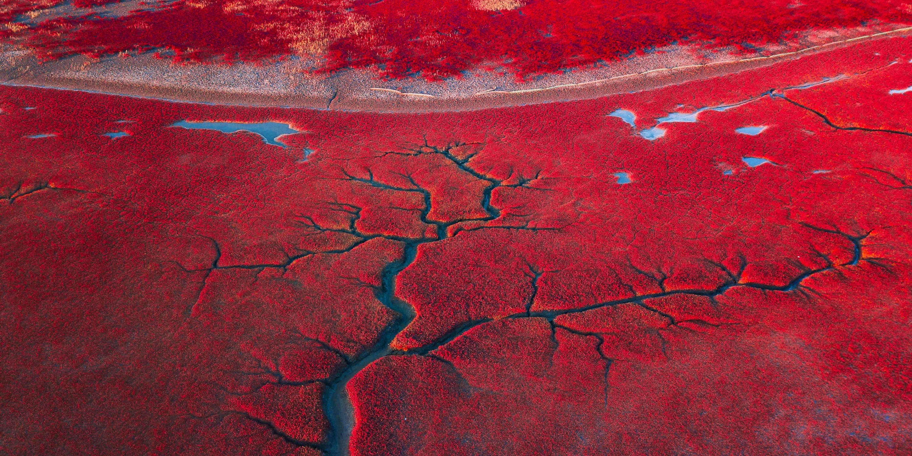 Liaoning Red Beach: A wondrous spectacle of nature | Snapshot of China ...