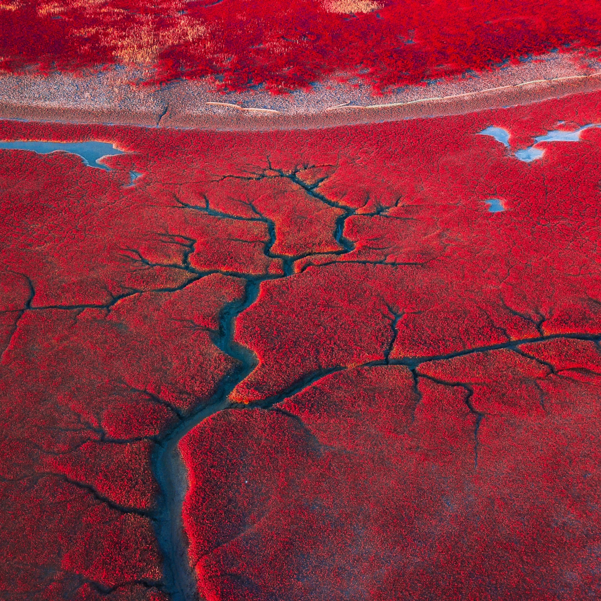 Mystery of the "ageless" ginkgo tree in China's Xi'an | Snapshot of ...