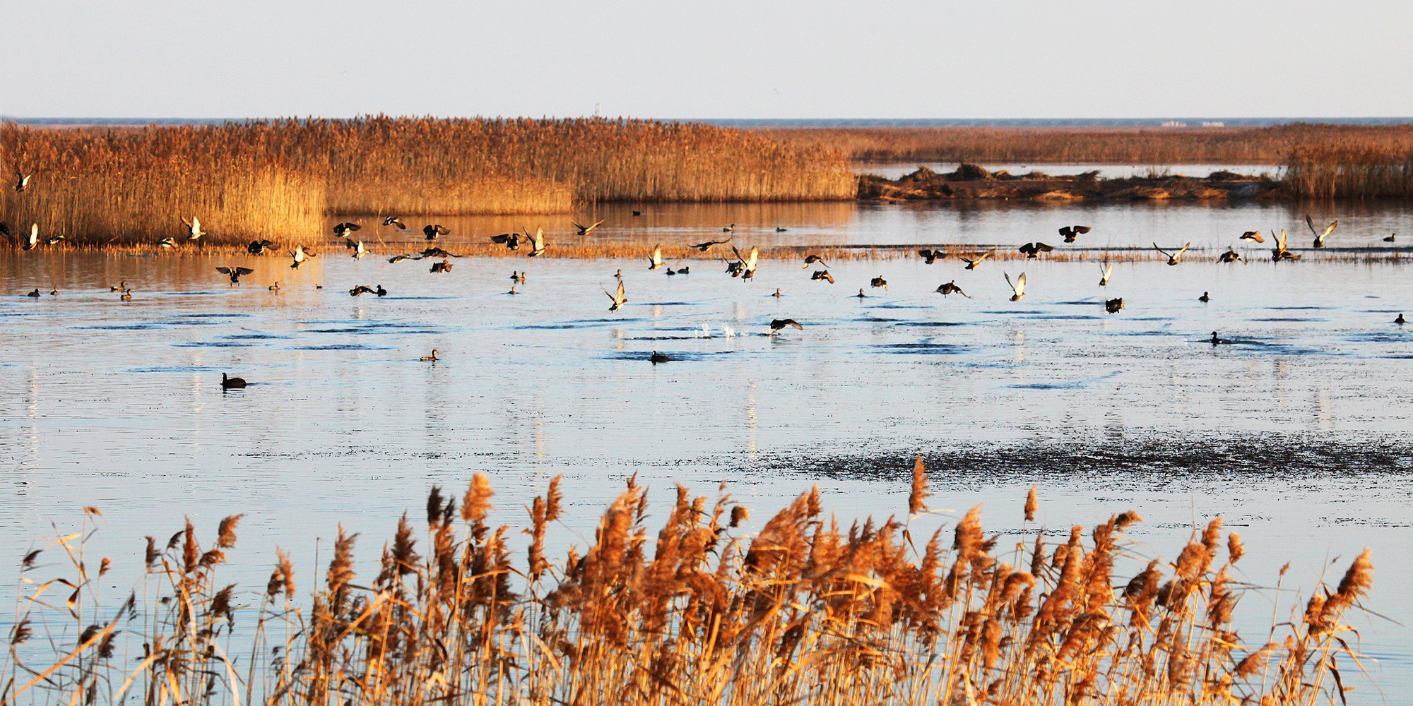 Liaoning Red Beach: A wondrous spectacle of nature | Snapshot of China ...
