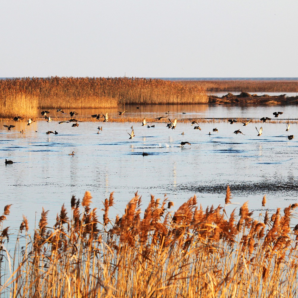 Liaoning Red Beach: A wondrous spectacle of nature | Snapshot of China ...