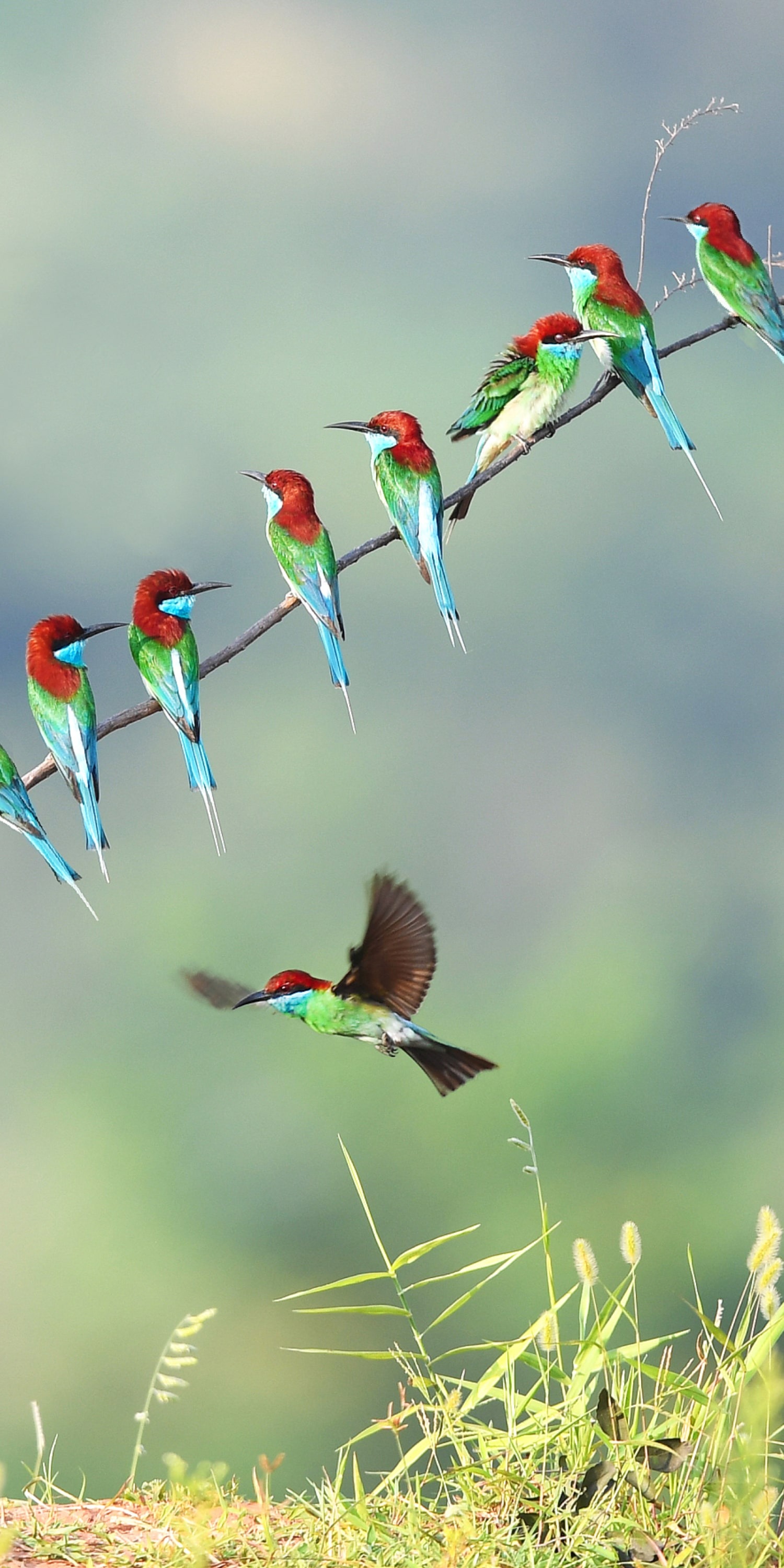 Mystery of the "ageless" ginkgo tree in China's Xi'an | Snapshot of ...