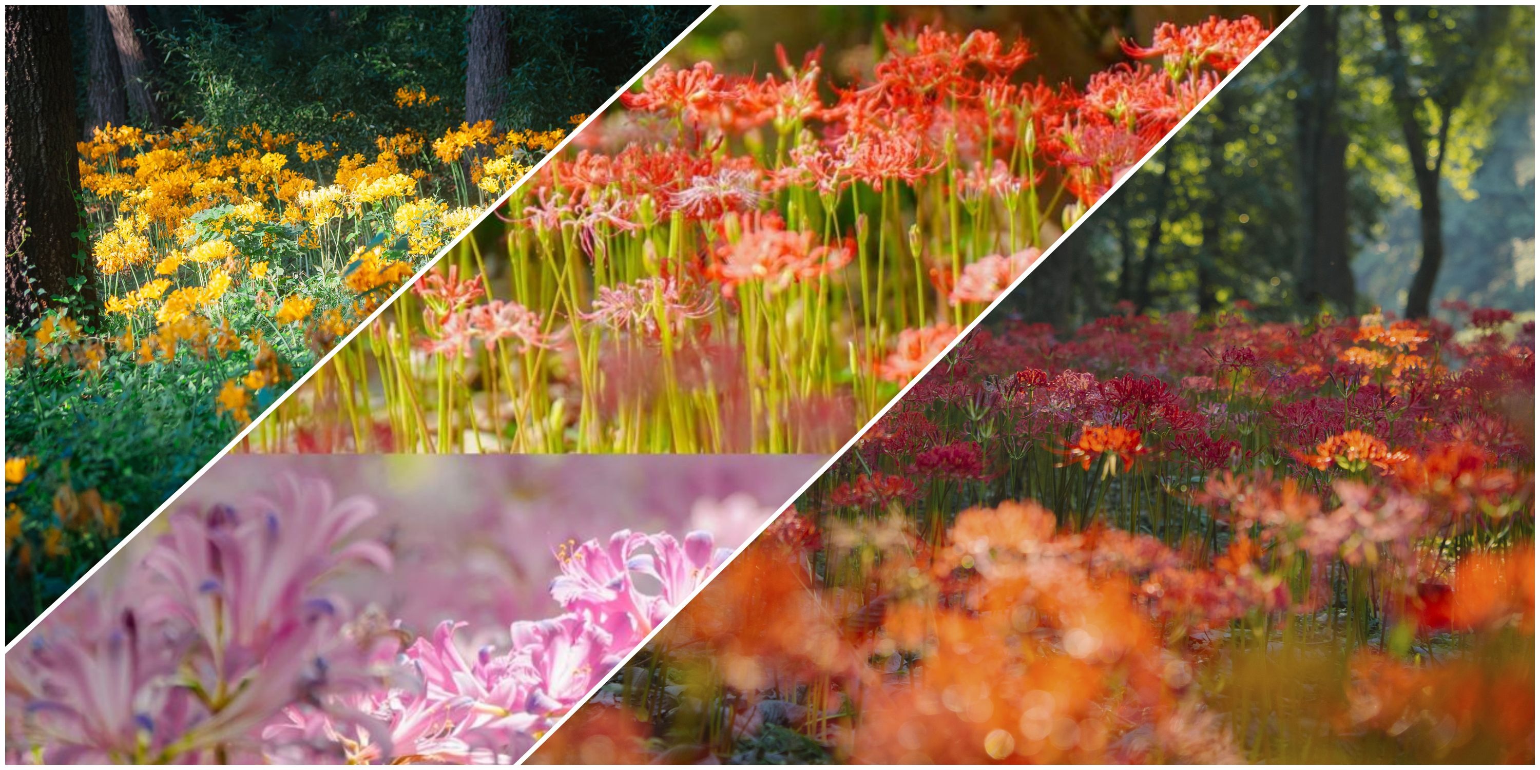 Chinese Huazhao Festival: Celebration of Flower Goddesses' birth ...
