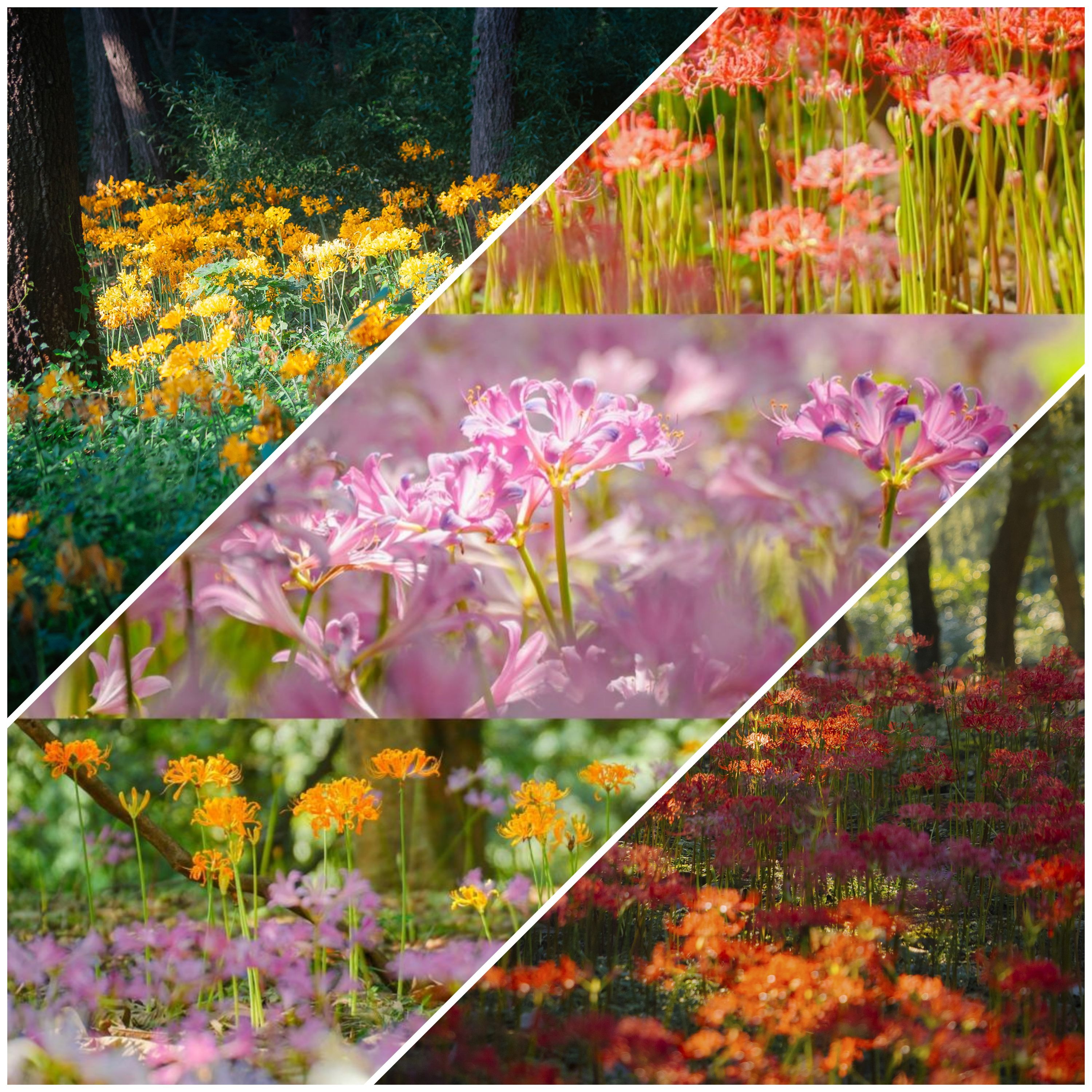 Liaoning Red Beach: A wondrous spectacle of nature | Snapshot of China ...