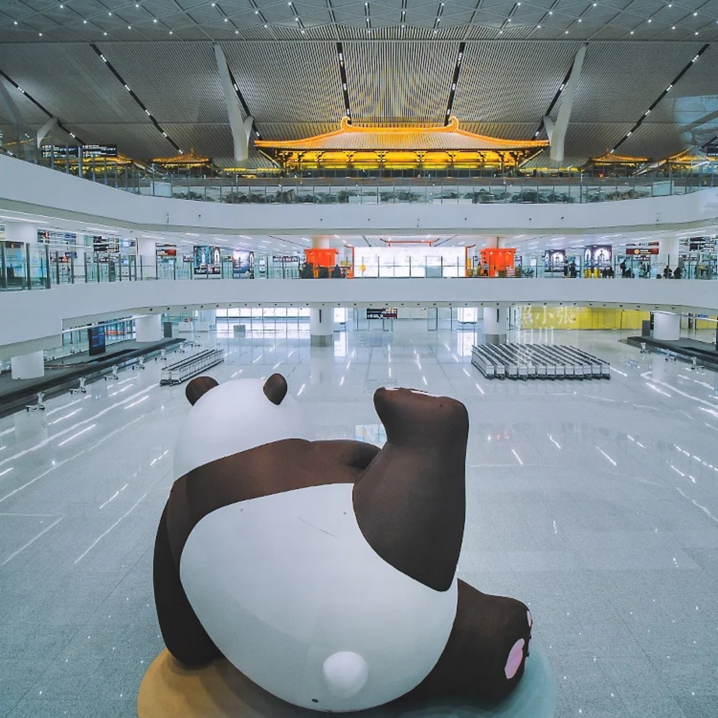 Mystery of the "ageless" ginkgo tree in China's Xi'an | Snapshot of ...