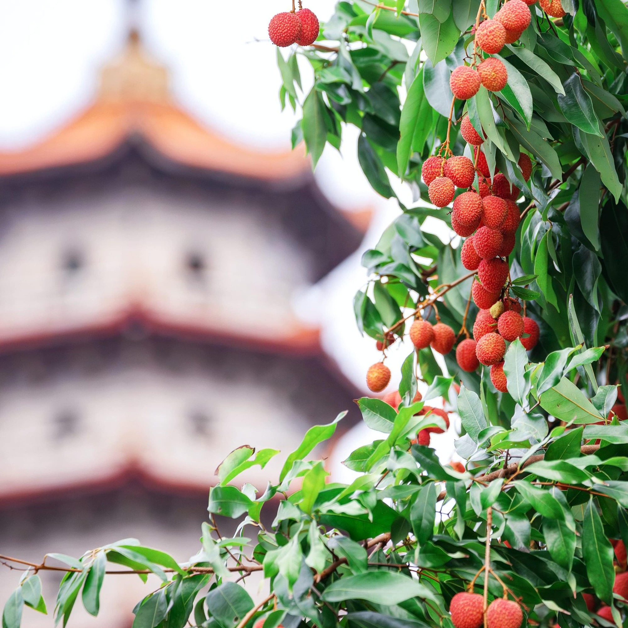 Mystery of the "ageless" ginkgo tree in China's Xi'an | Snapshot of ...