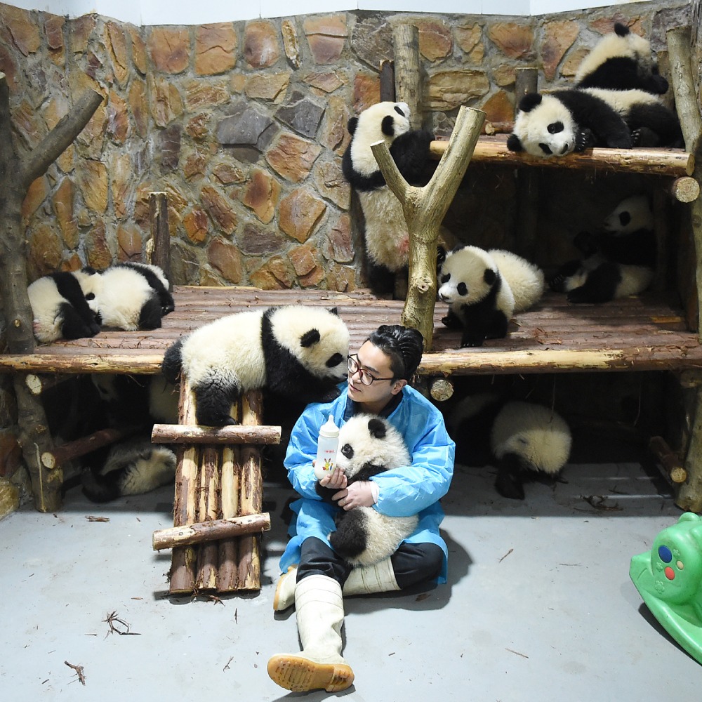 New pandas An An and Ke Ke are coming to HK | Society | China Focus ...