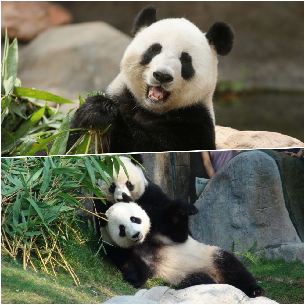 Expo 2025｜What's China Pavilion's most valuable exhibit? | Society ...