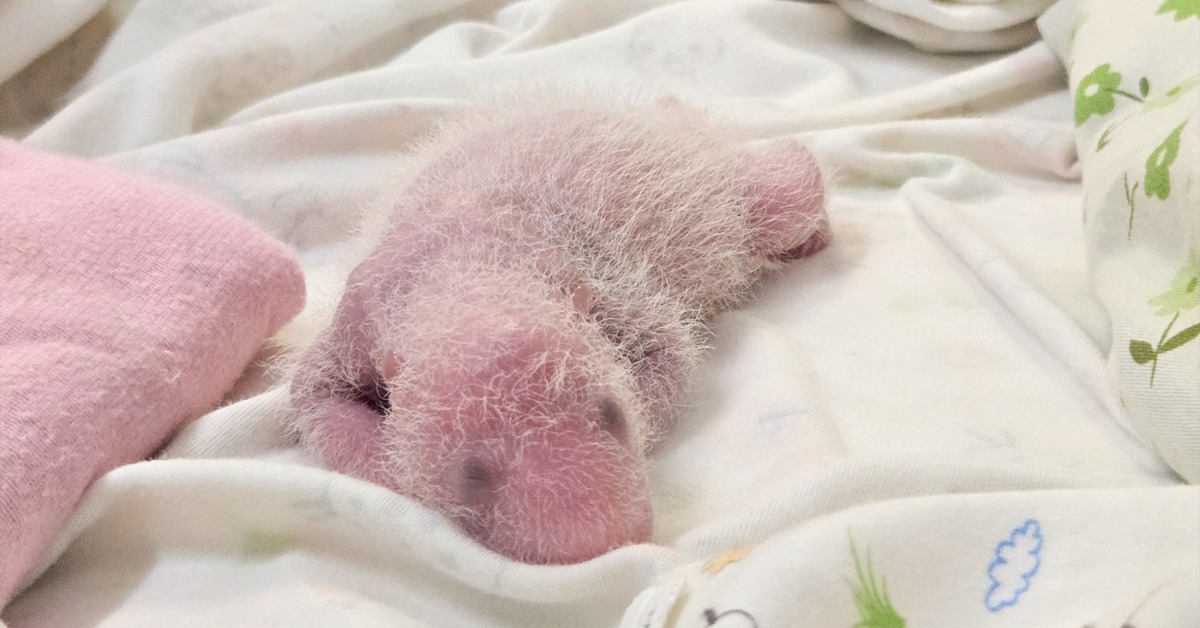 HK's baby panda twins grow "Black Eyes" | Society | China Focus | Our ...