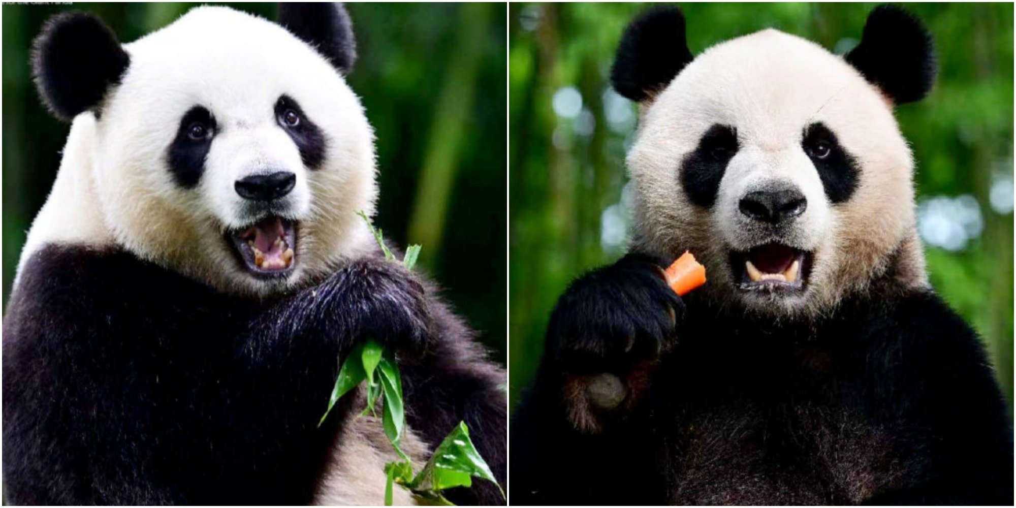 New pandas An An and Ke Ke are coming to HK | Society | China Focus ...
